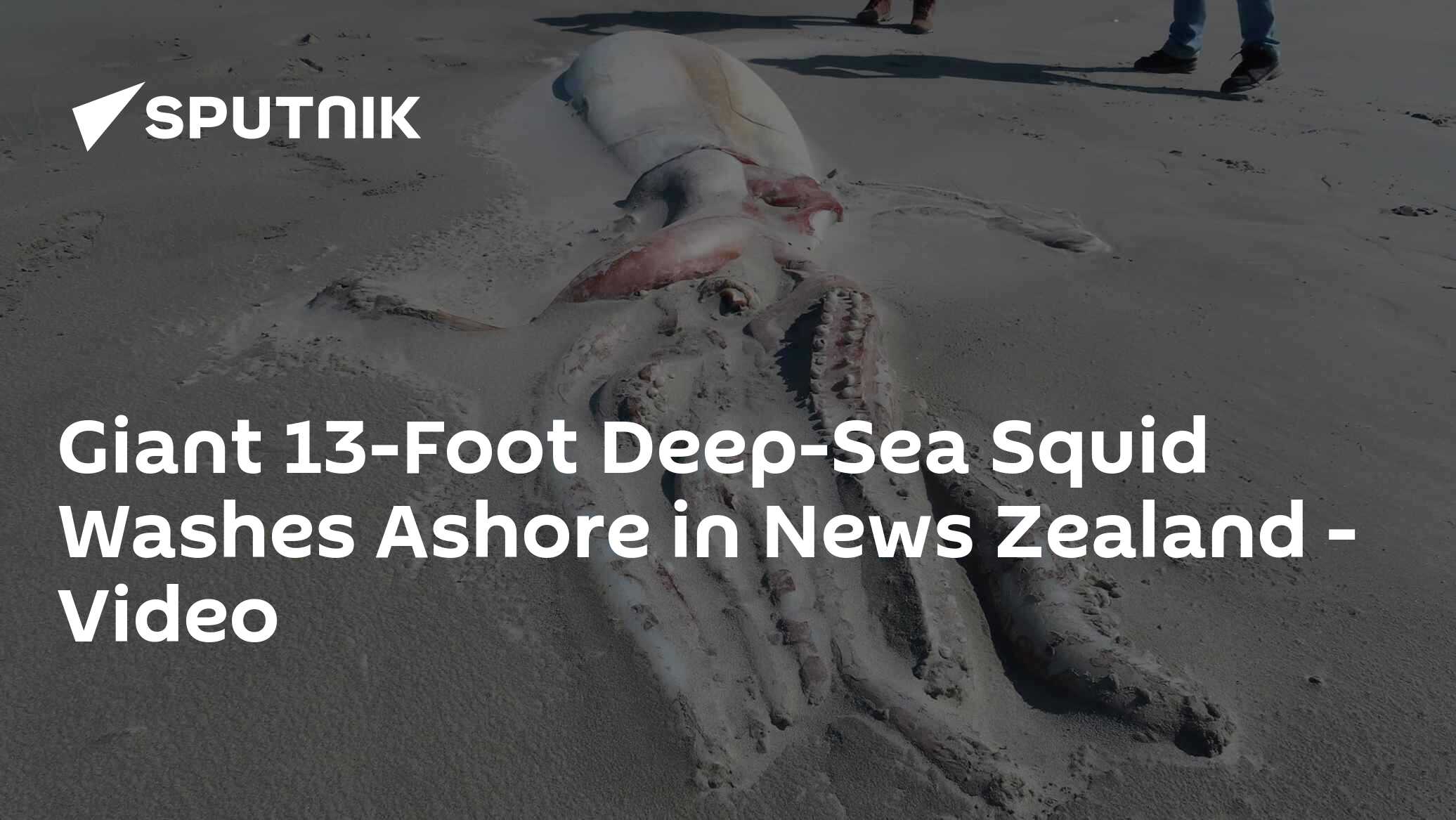 Giant 13-Foot Deep-Sea Squid Washes Ashore in News Zealand - Video - 13 ...