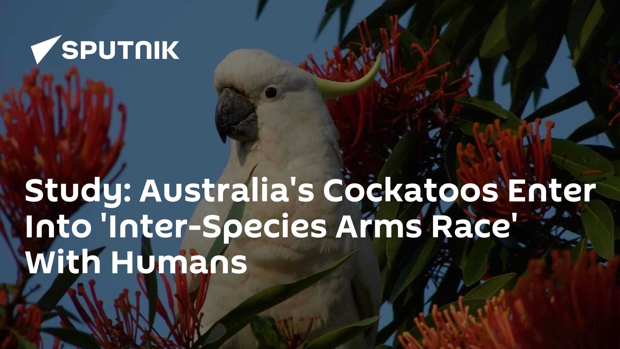 Study: Australia's Cockatoos Enter Into 'Inter-Species Arms Race' With ...