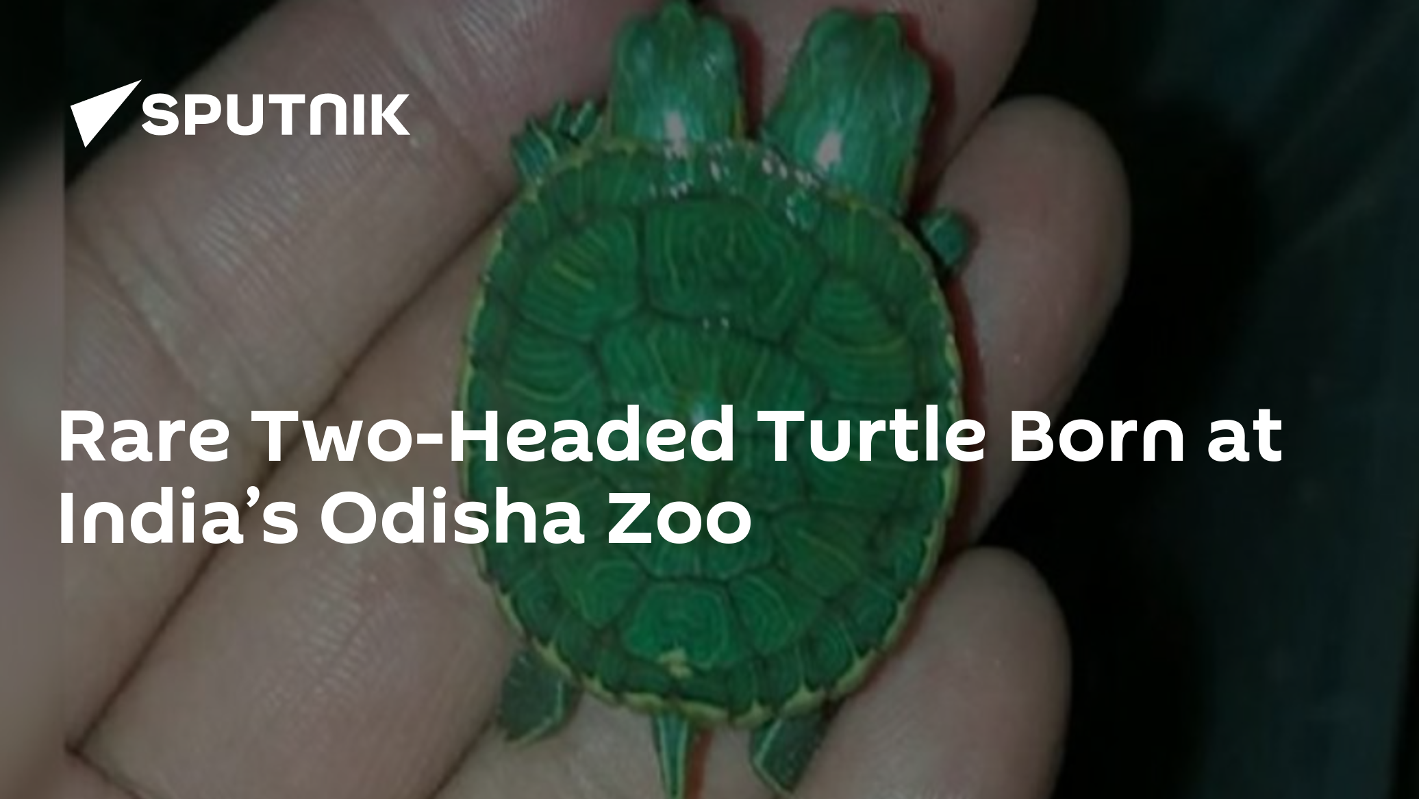 Rare Two-Headed Turtle Born at India’s Odisha Zoo - 13.09.2022, Sputnik ...