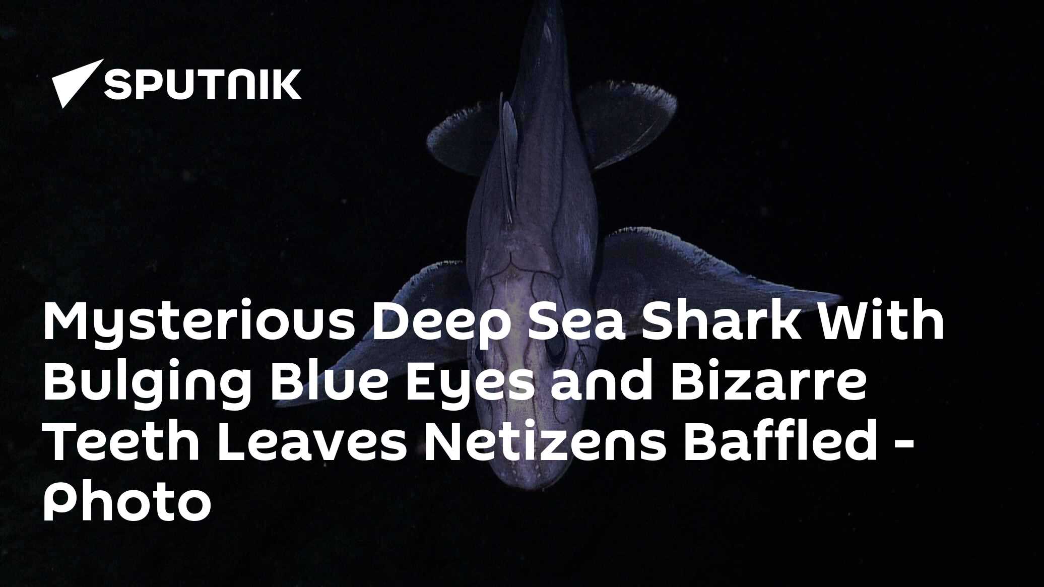Mysterious Deep Sea Shark With Bulging Blue Eyes and Bizarre Teeth ...
