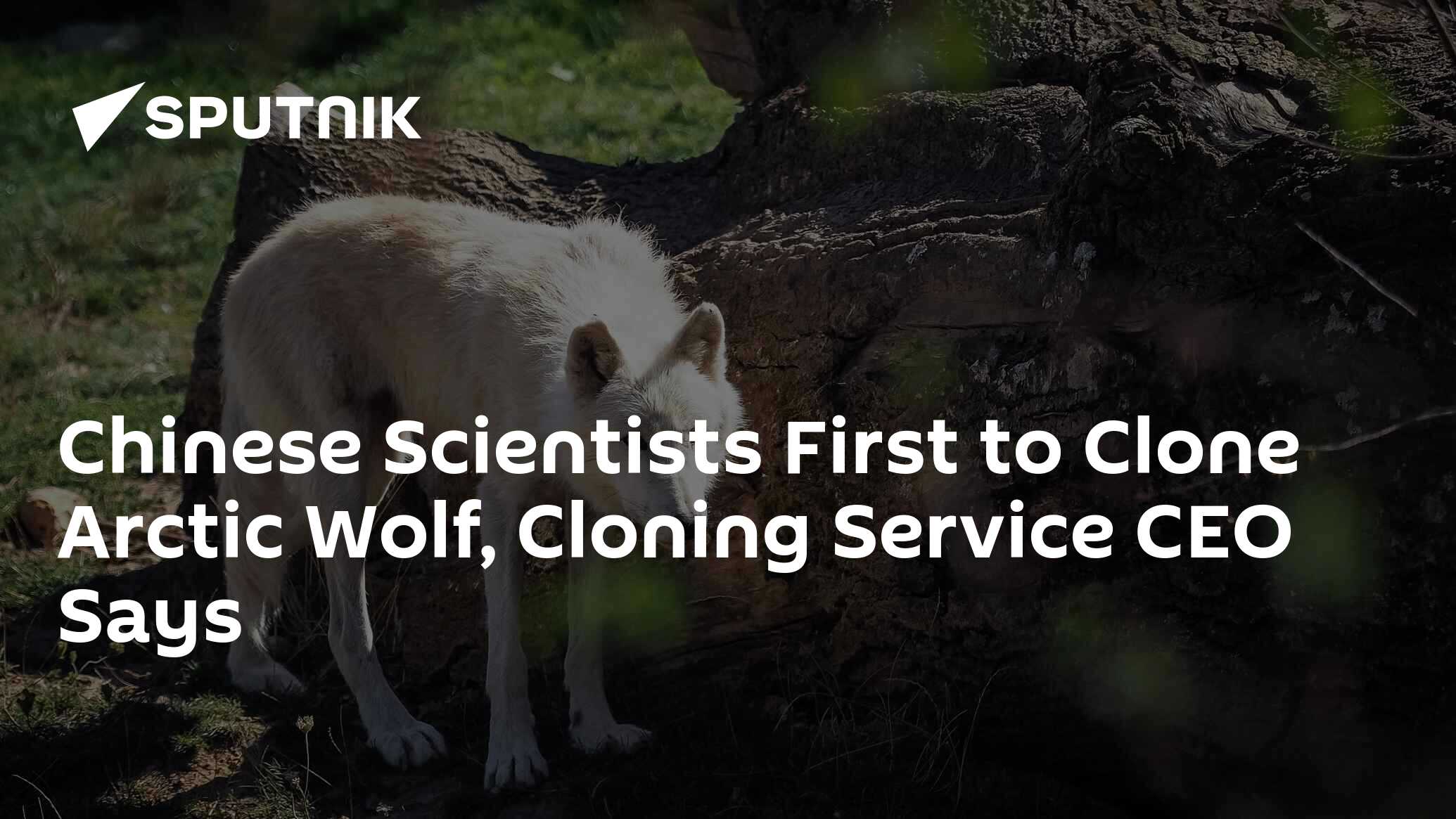 Chinese Scientists First to Clone Arctic Wolf, Cloning Service CEO Says ...