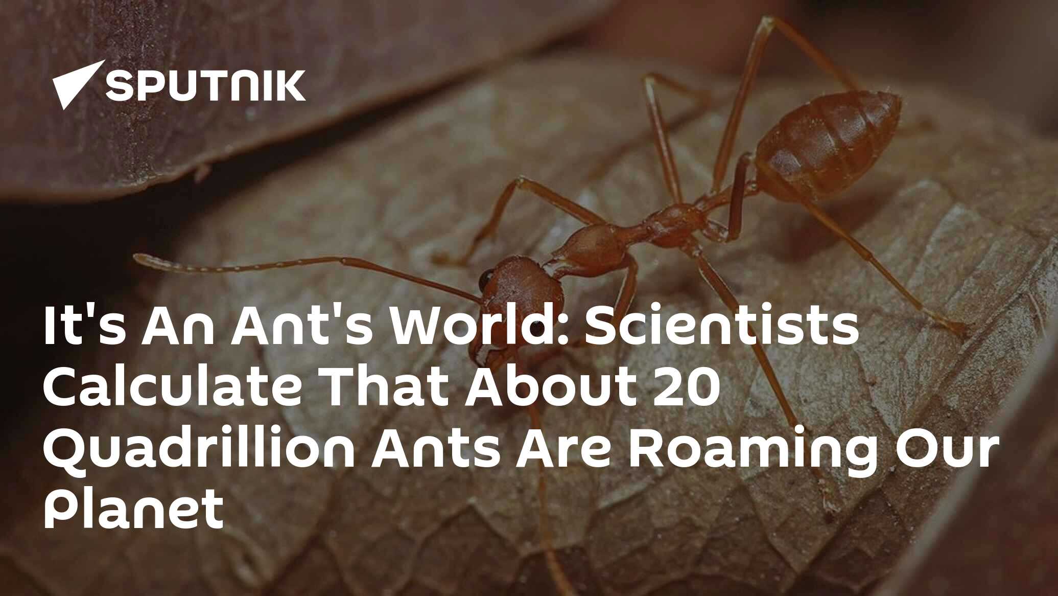 It's An Ant's World: Scientists Calculate That About 20 Quadrillion ...