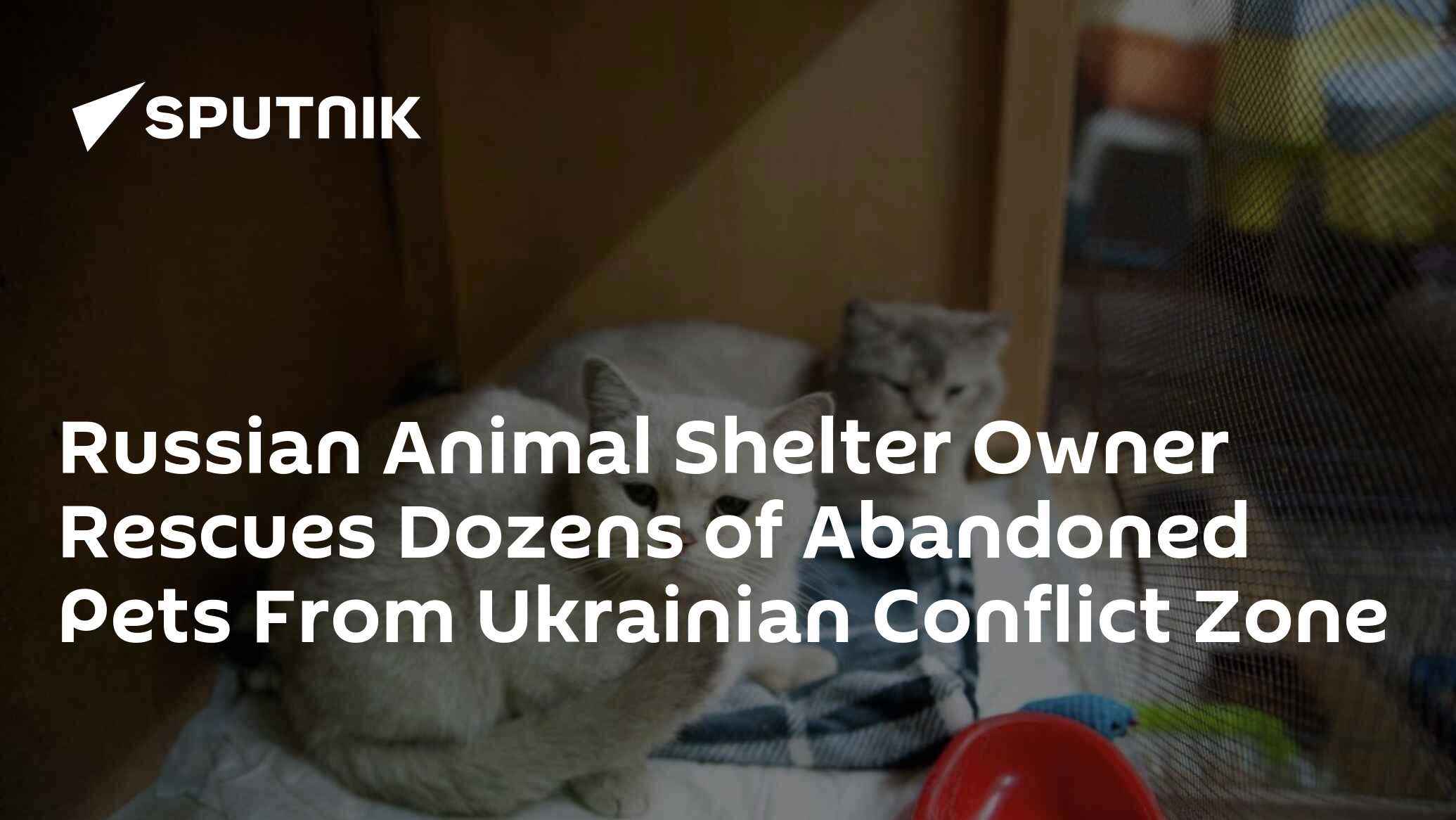Russian Animal Shelter Owner Rescues Dozens of Abandoned Pets From ...