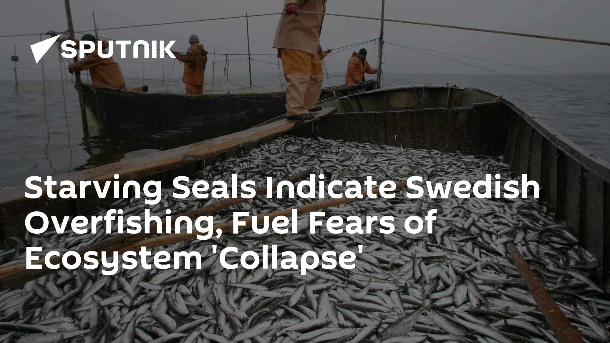 Starving Seals Indicate Swedish Overfishing, Fuel Fears of Ecosystem ...