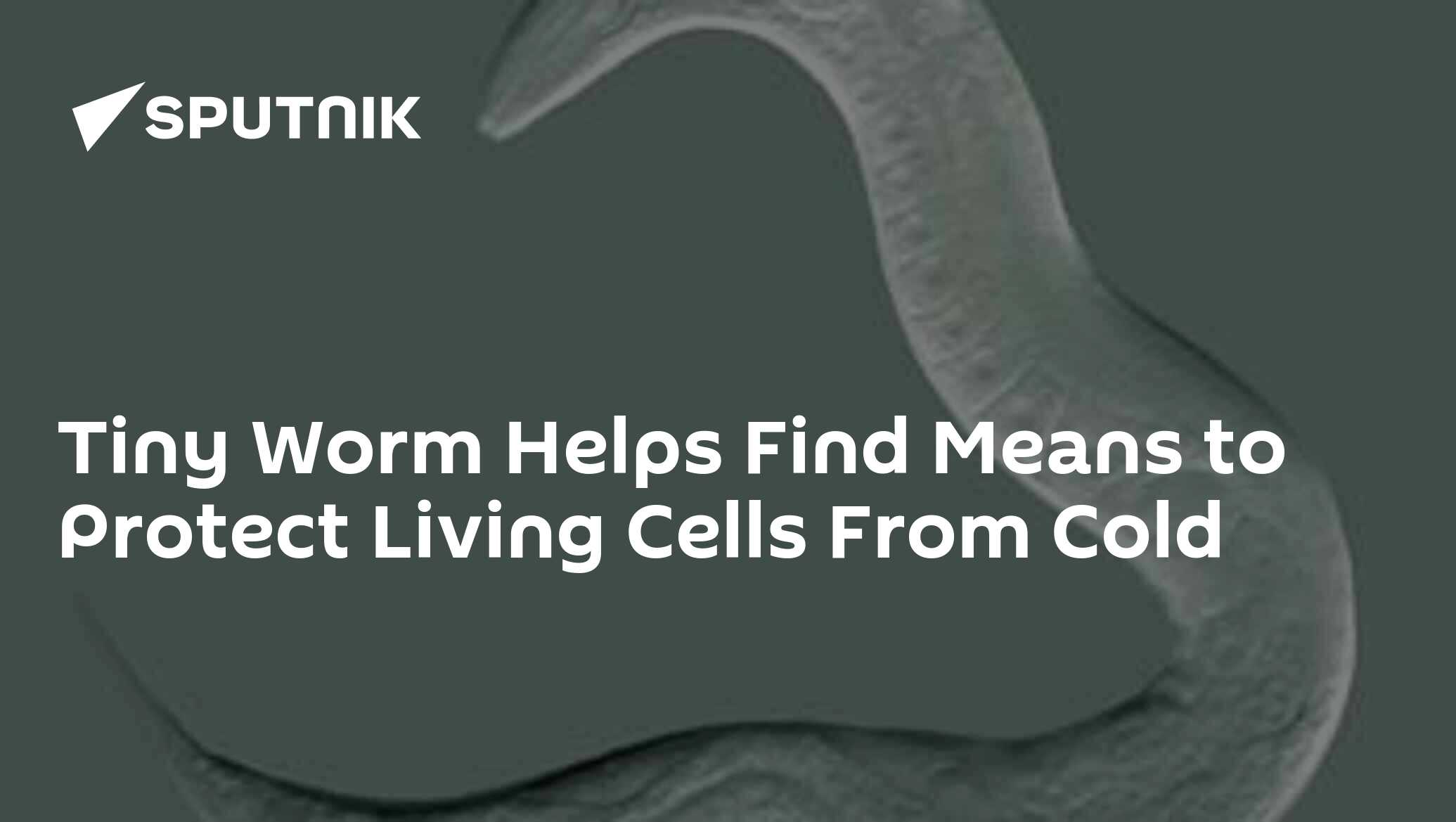 Tiny Worm Helps Find Means to Protect Living Cells From Cold - 23.10. ...