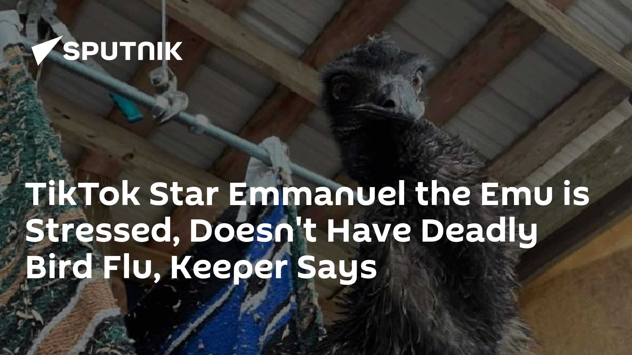 TikTok Star Emmanuel the Emu is Stressed, Doesn't Have Deadly Bird Flu, Keeper Says - 26.10.2022 ...