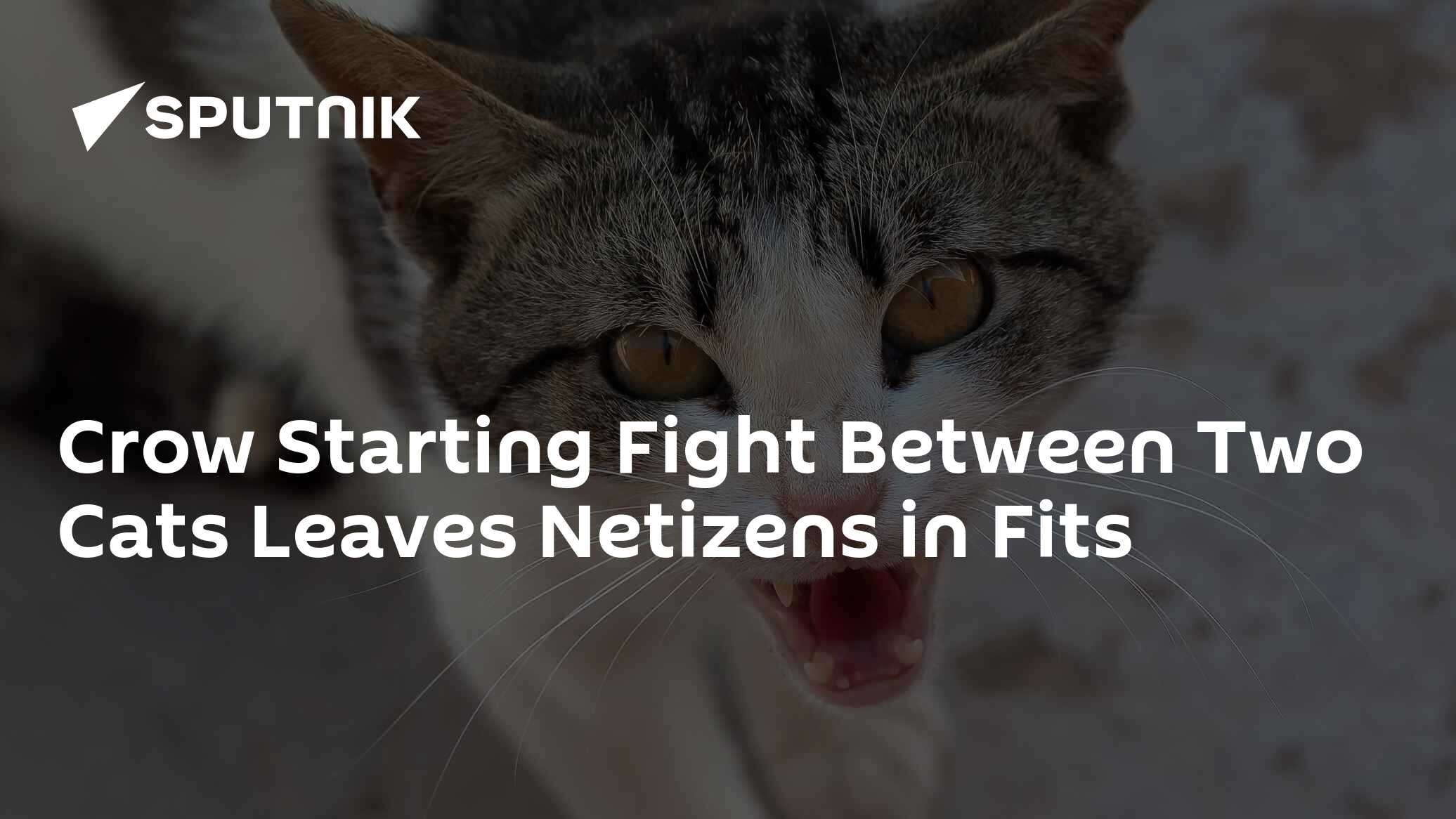 Crow Starting Fight Between Two Cats Leaves Netizens in Fits - 02.11. ...