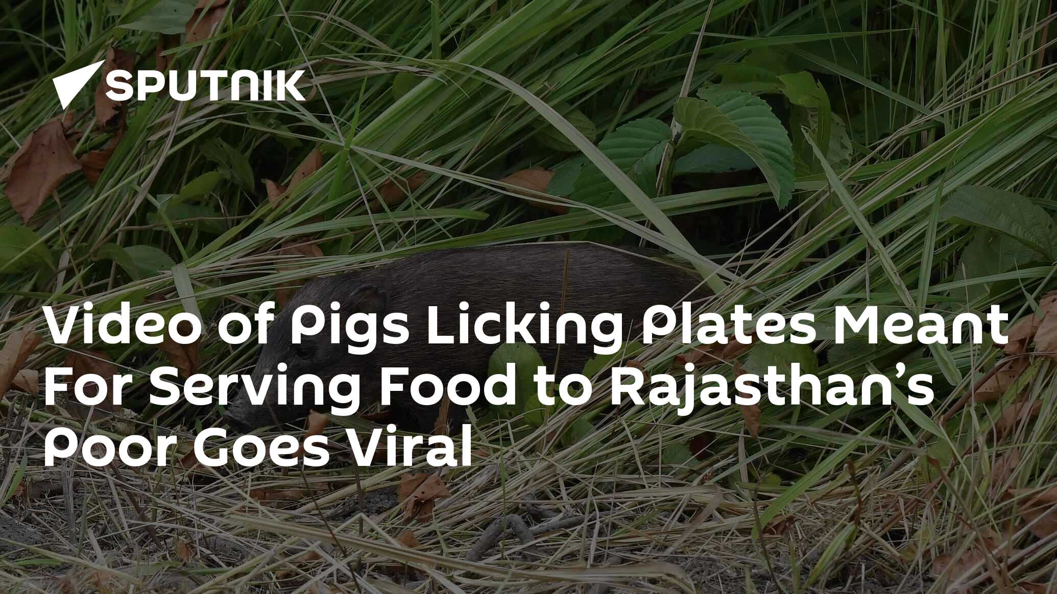 Video of Pigs Licking Plates Meant For Serving Food to Rajasthan’s Poor ...