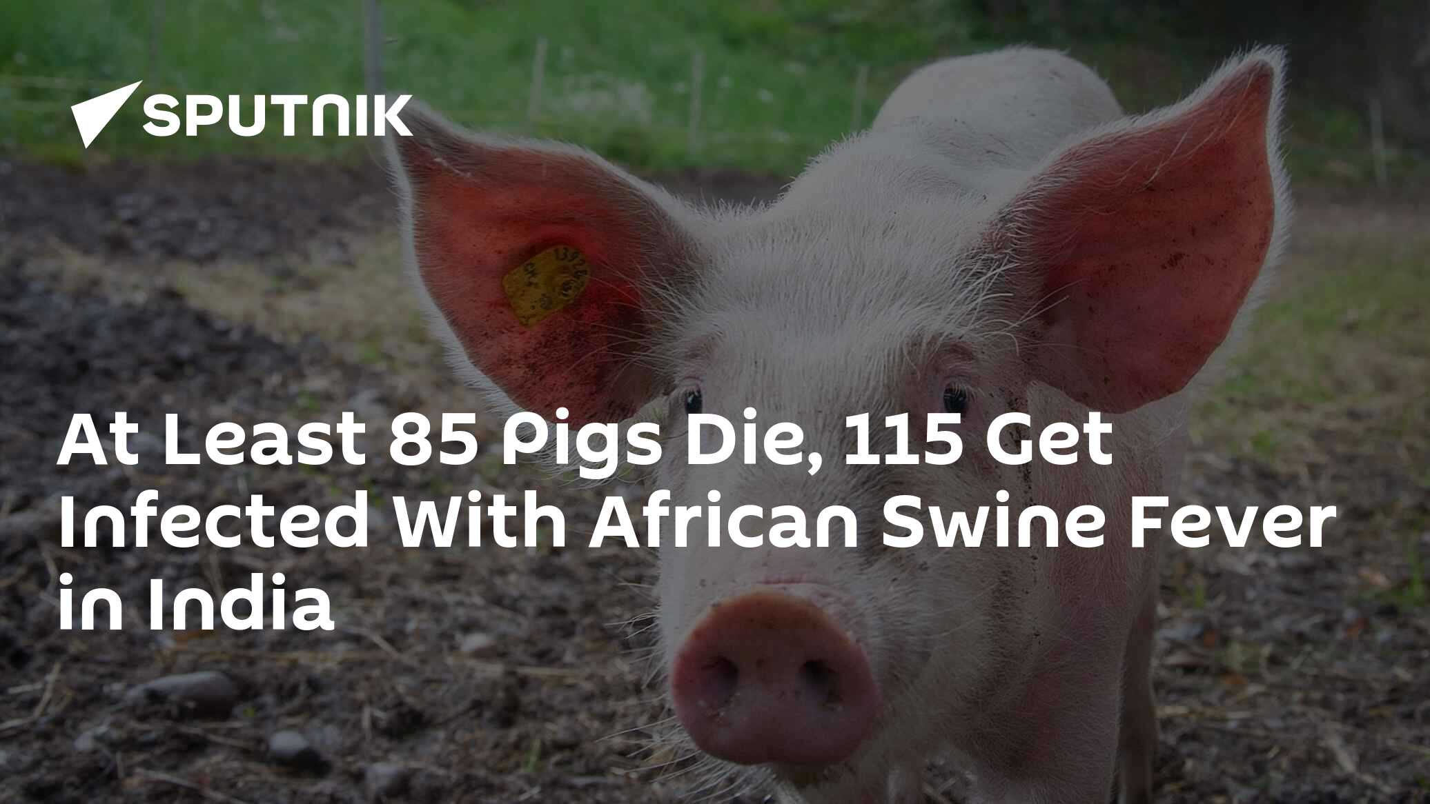 At Least 85 Pigs Die, 115 Get Infected With African Swine Fever in ...