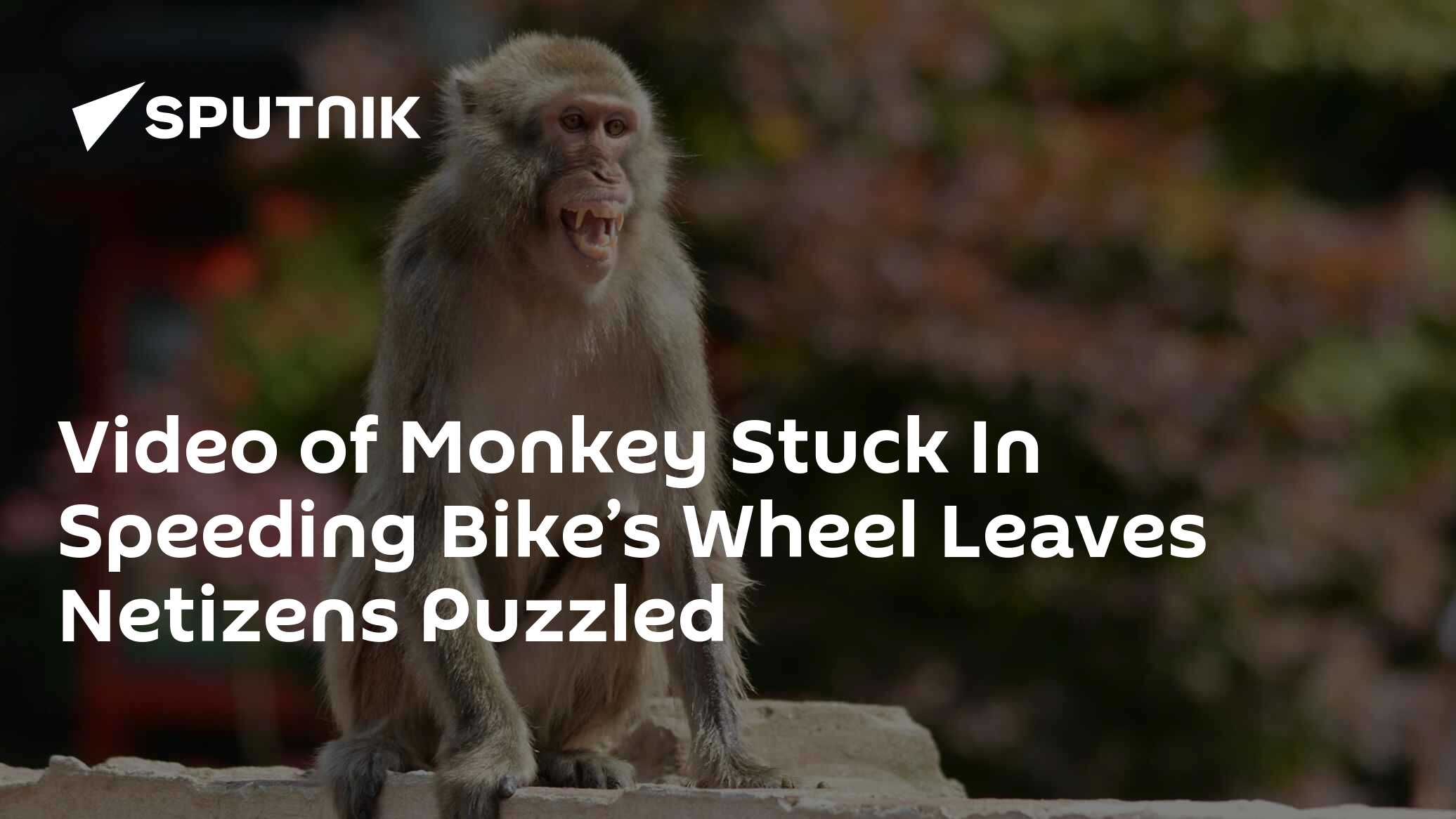 Video of Monkey Stuck In Speeding Bike’s Wheel Leaves Netizens Puzzled ...