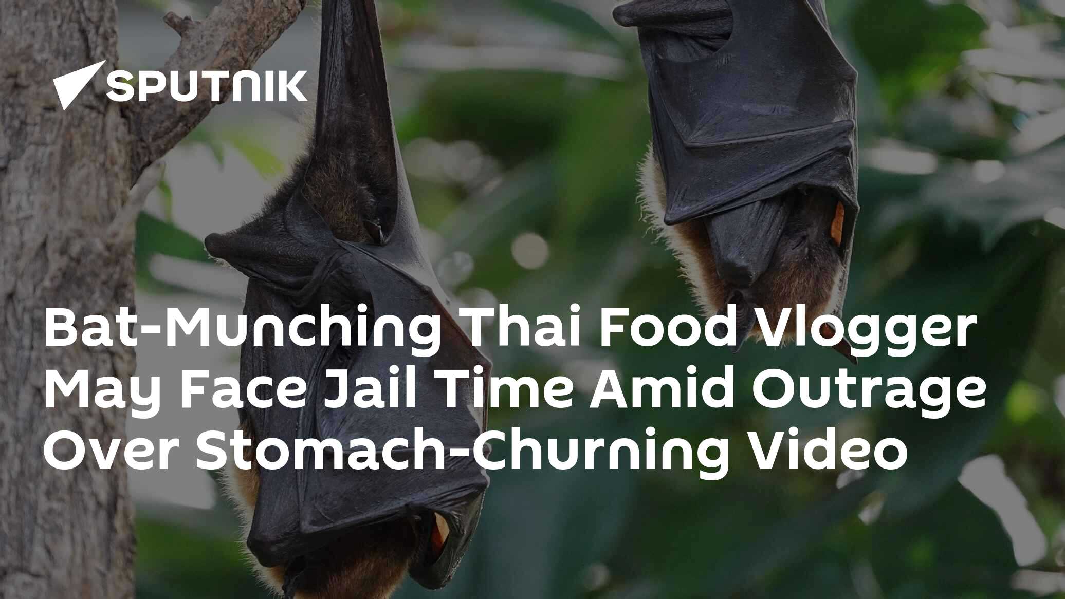 Bat-Munching Thai Food Vlogger May Face Jail Time Amid Outrage Over ...