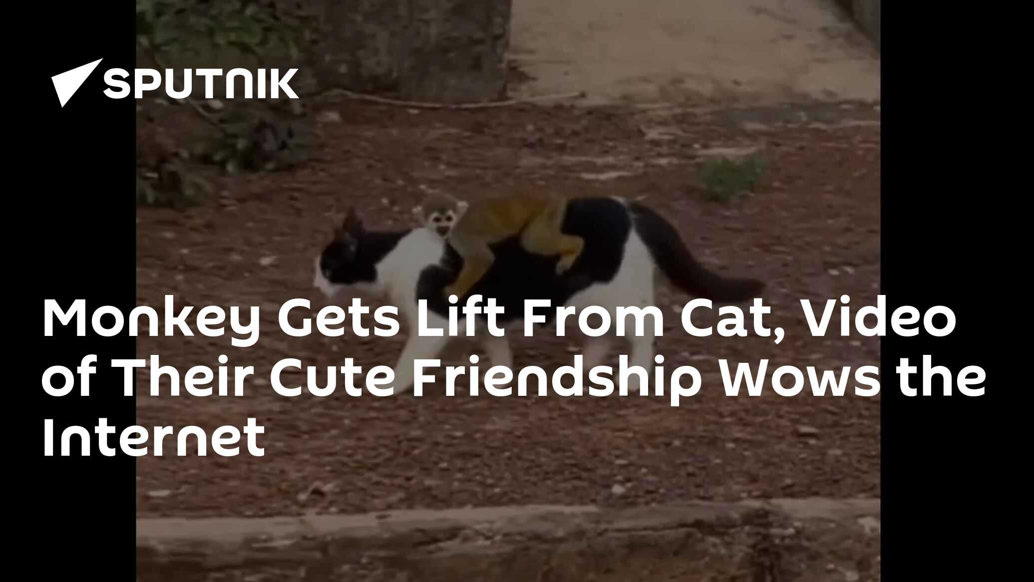 Monkey Gets Lift From Cat, Video of Their Cute Friendship Wows the ...