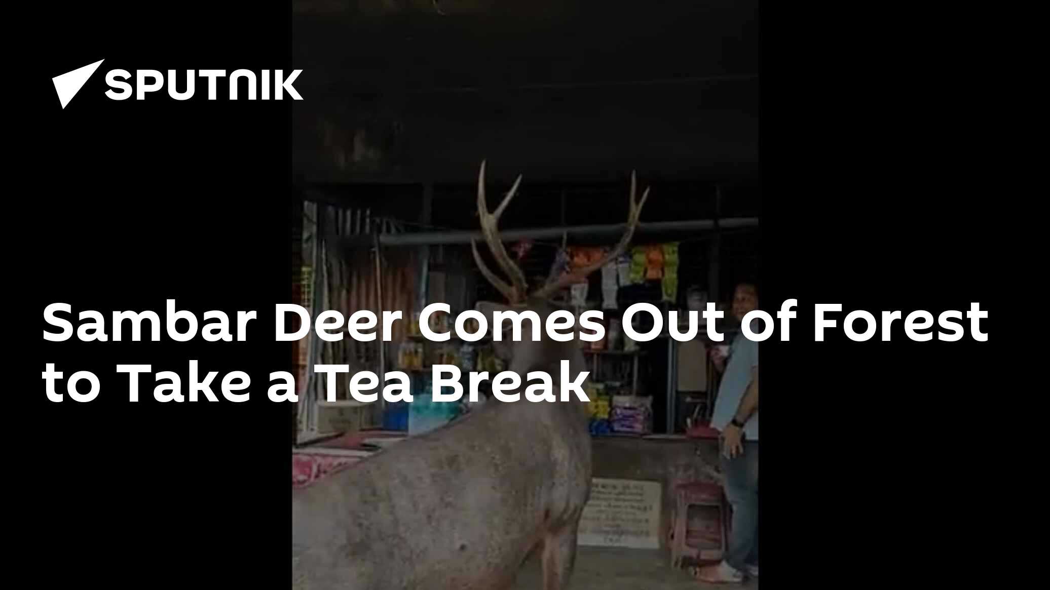 Watch what happens when Sambar deer visits a tea stall in viral video