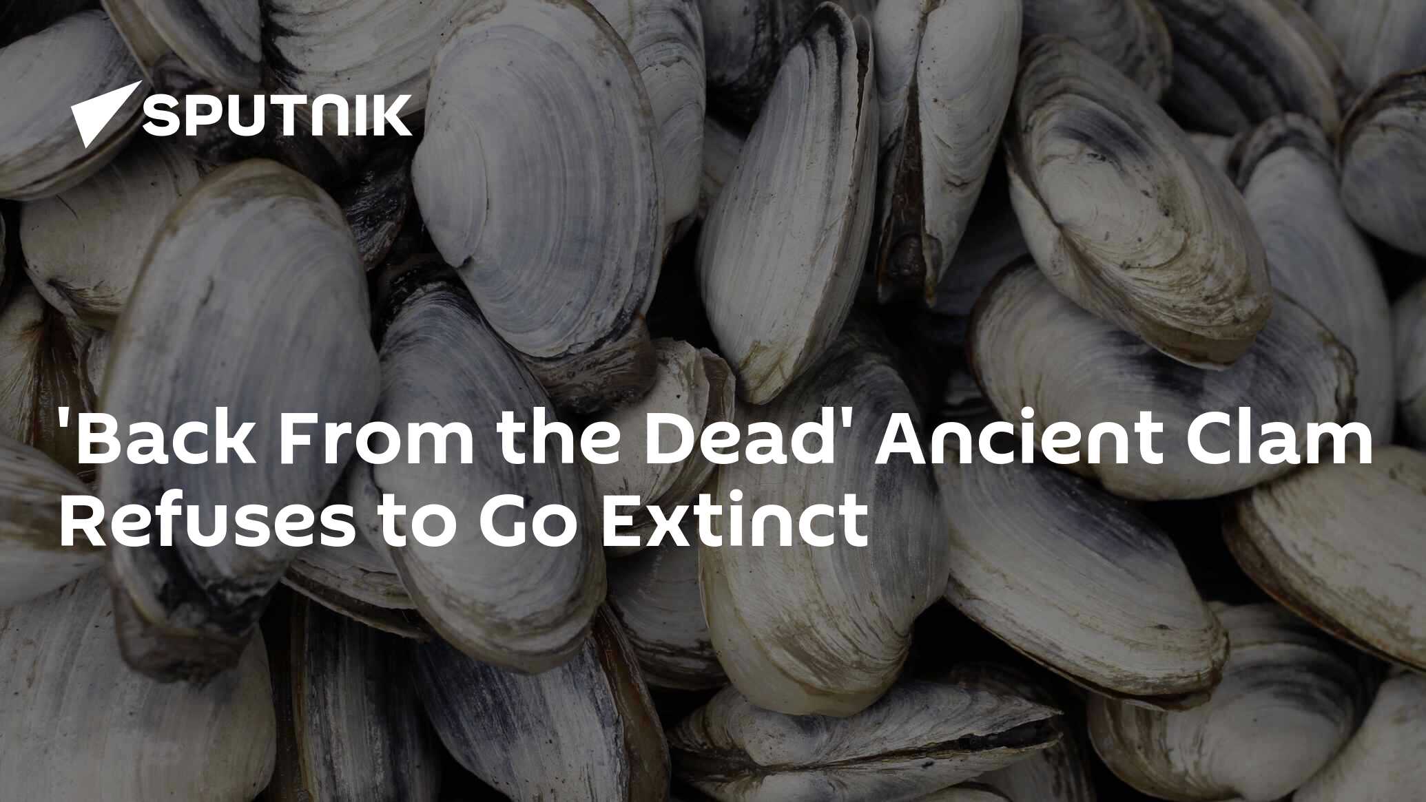 'Back From the Dead' Ancient Clam Refuses to Go Extinct - 18.11.2022 ...