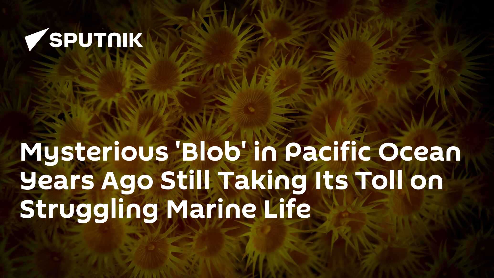 'Blob' in Pacific Ocean Years Ago Still Taking Its Toll on Marine Life