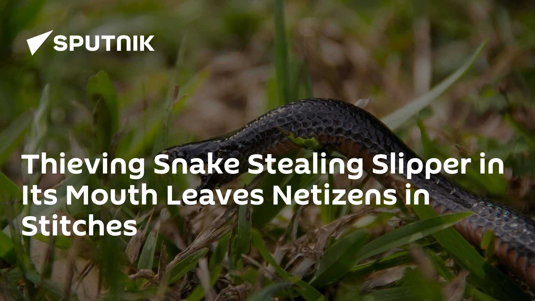 Thieving Snake Stealing Slipper in Its Mouth Leaves Netizens in ...