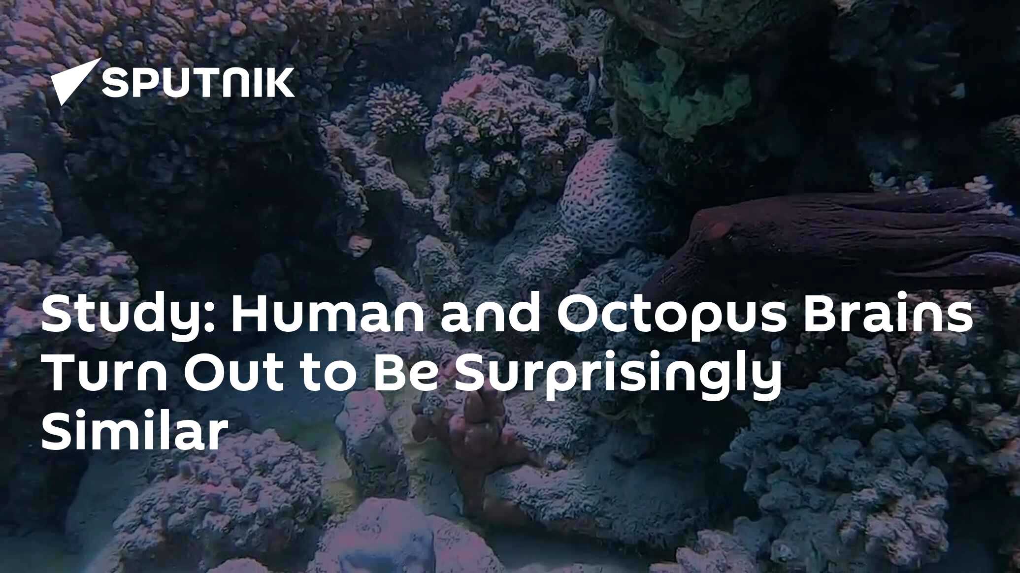 Study: Human and Octopus Brains Turn Out to Be Surprisingly Similar ...