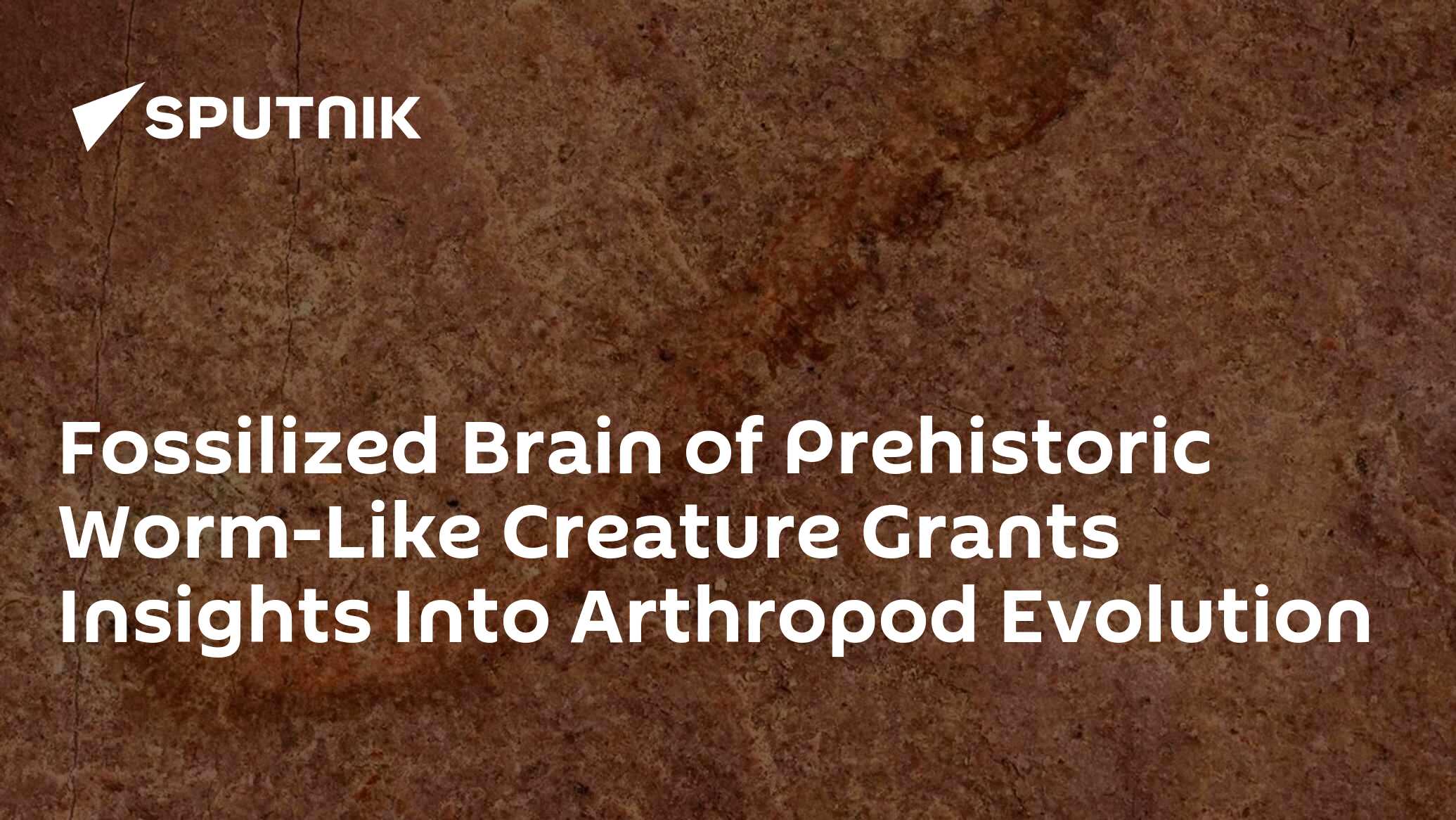Fossilized Brain of Prehistoric Worm-Like Creature Grants Insights Into ...