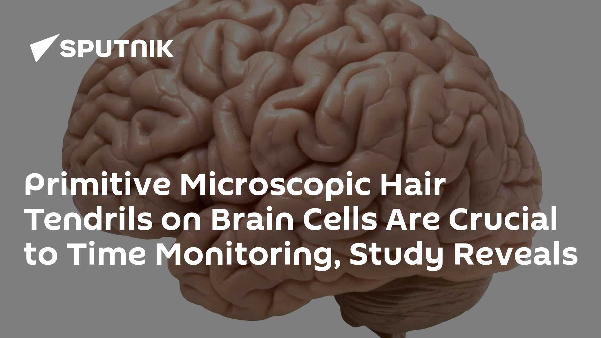 Primitive Hair Tendrils on Brain Cells Crucial to Time Monitoring ...
