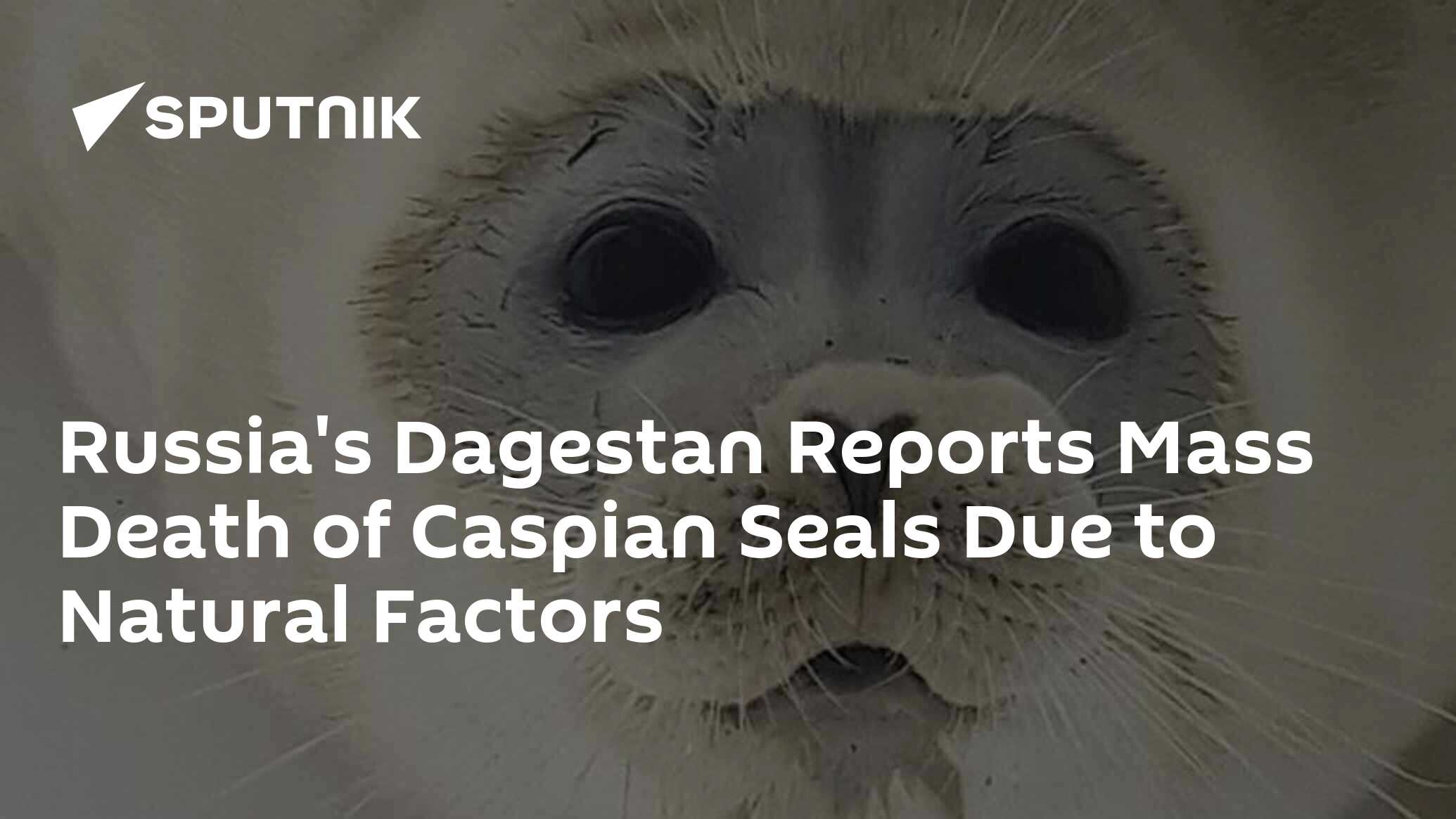 Russia's Dagestan Reports Mass Death of Caspian Seals Due to Natural ...