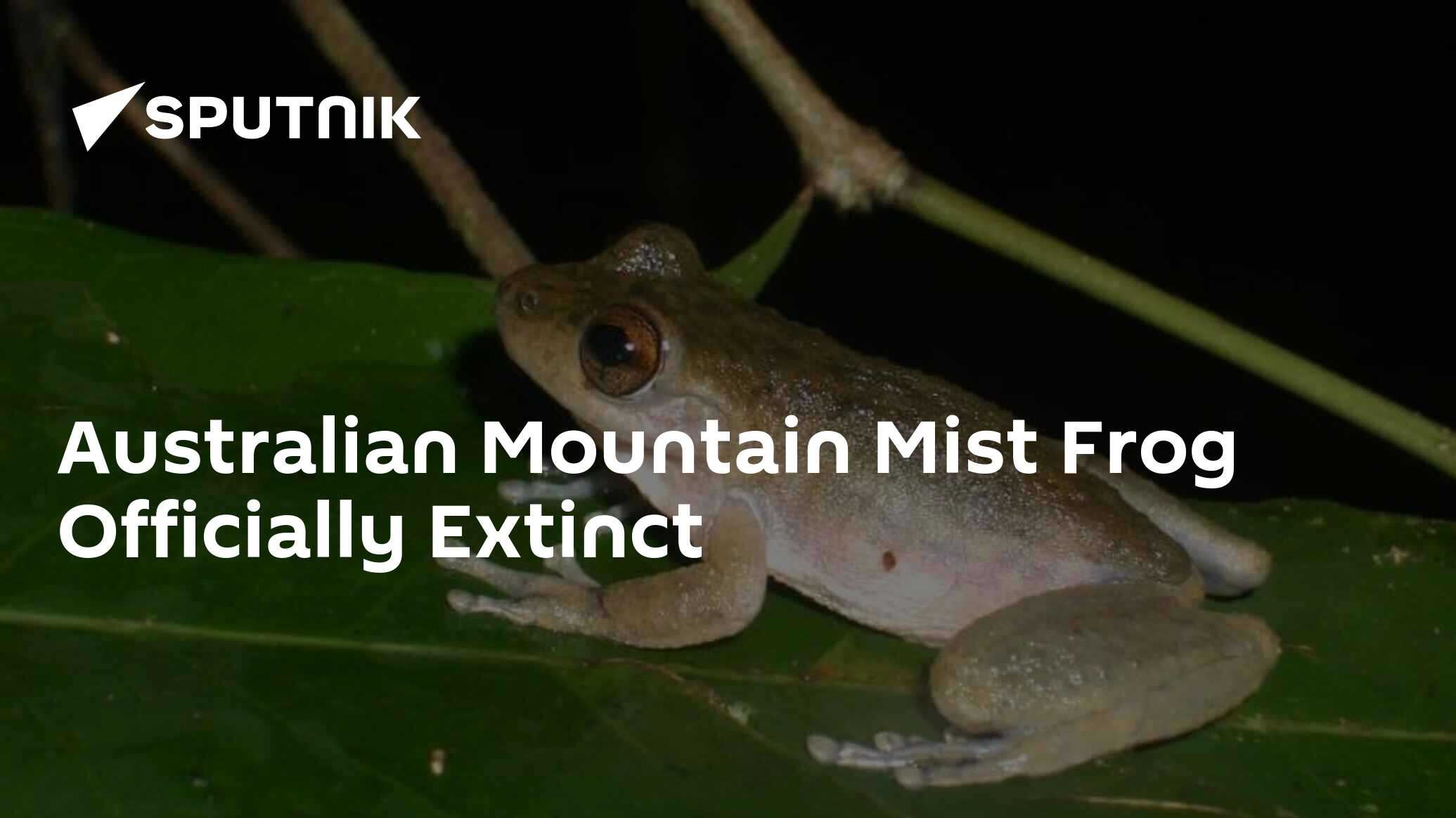 Australian Mountain Mist Frog Officially Extinct - 10.12.2022, Sputnik ...