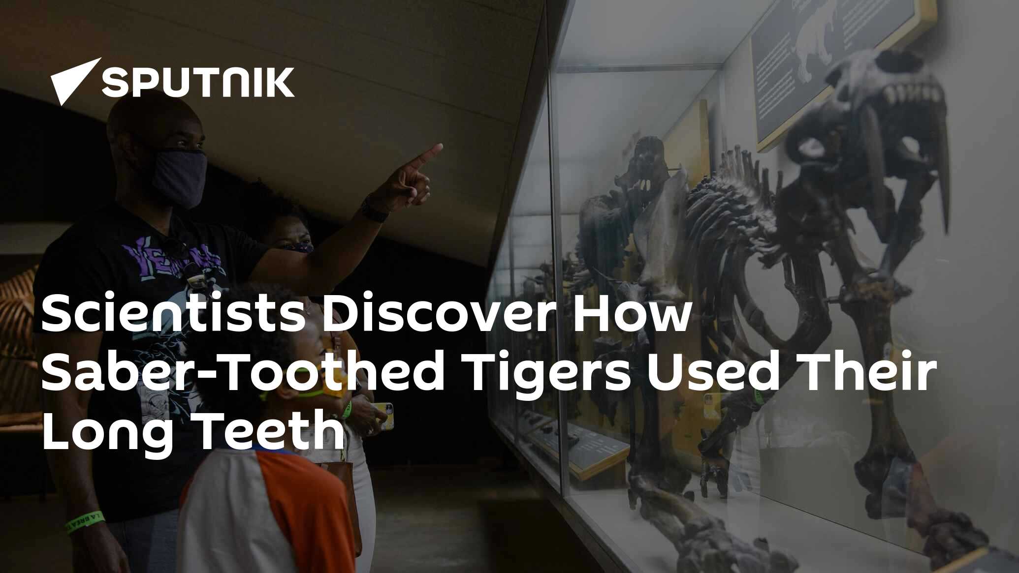 Scientists Discover How Saber-Toothed Tigers Used Their Long Teeth - 13 ...