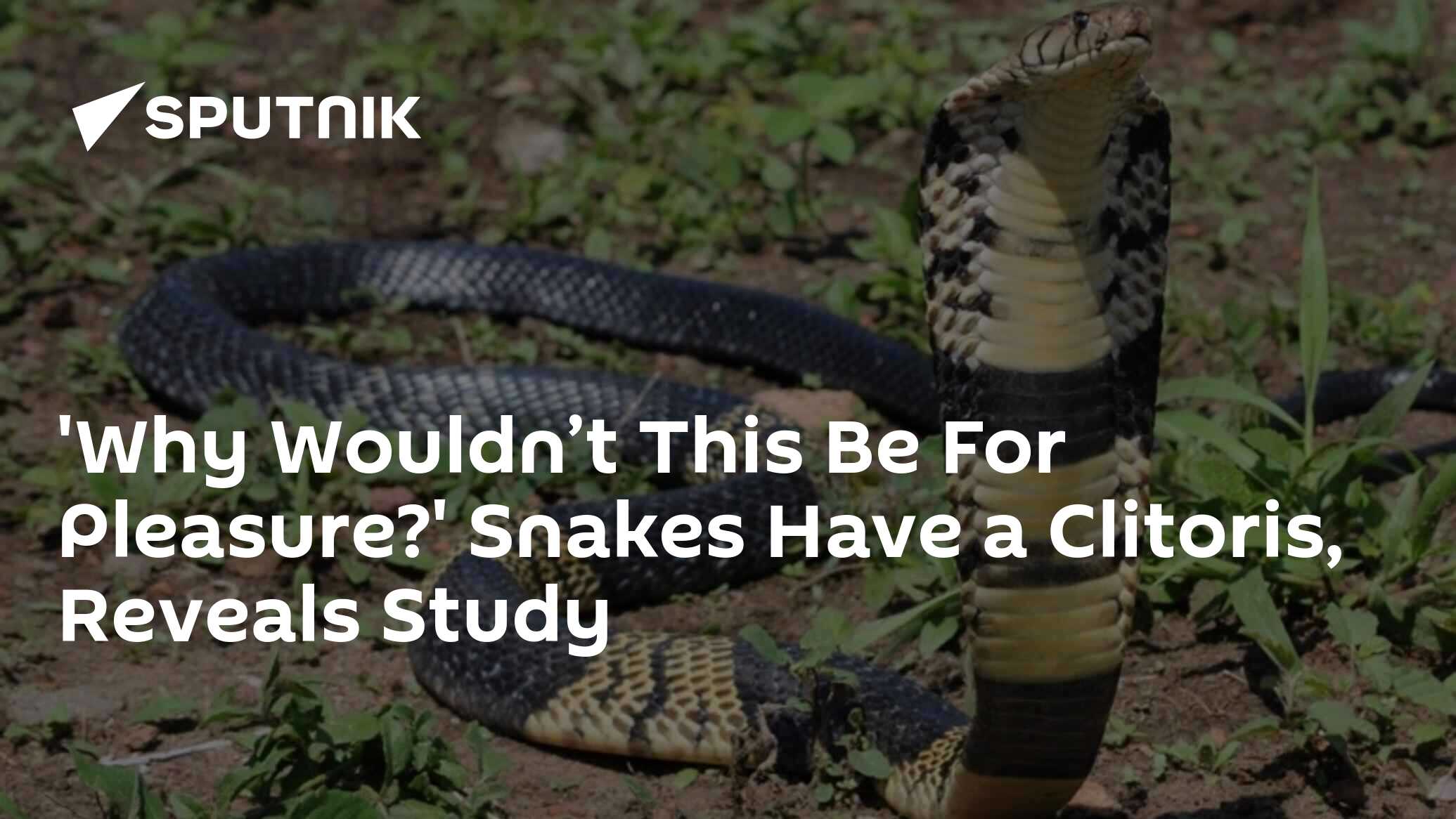 Snakes Have a Clitoris, Reveals Study