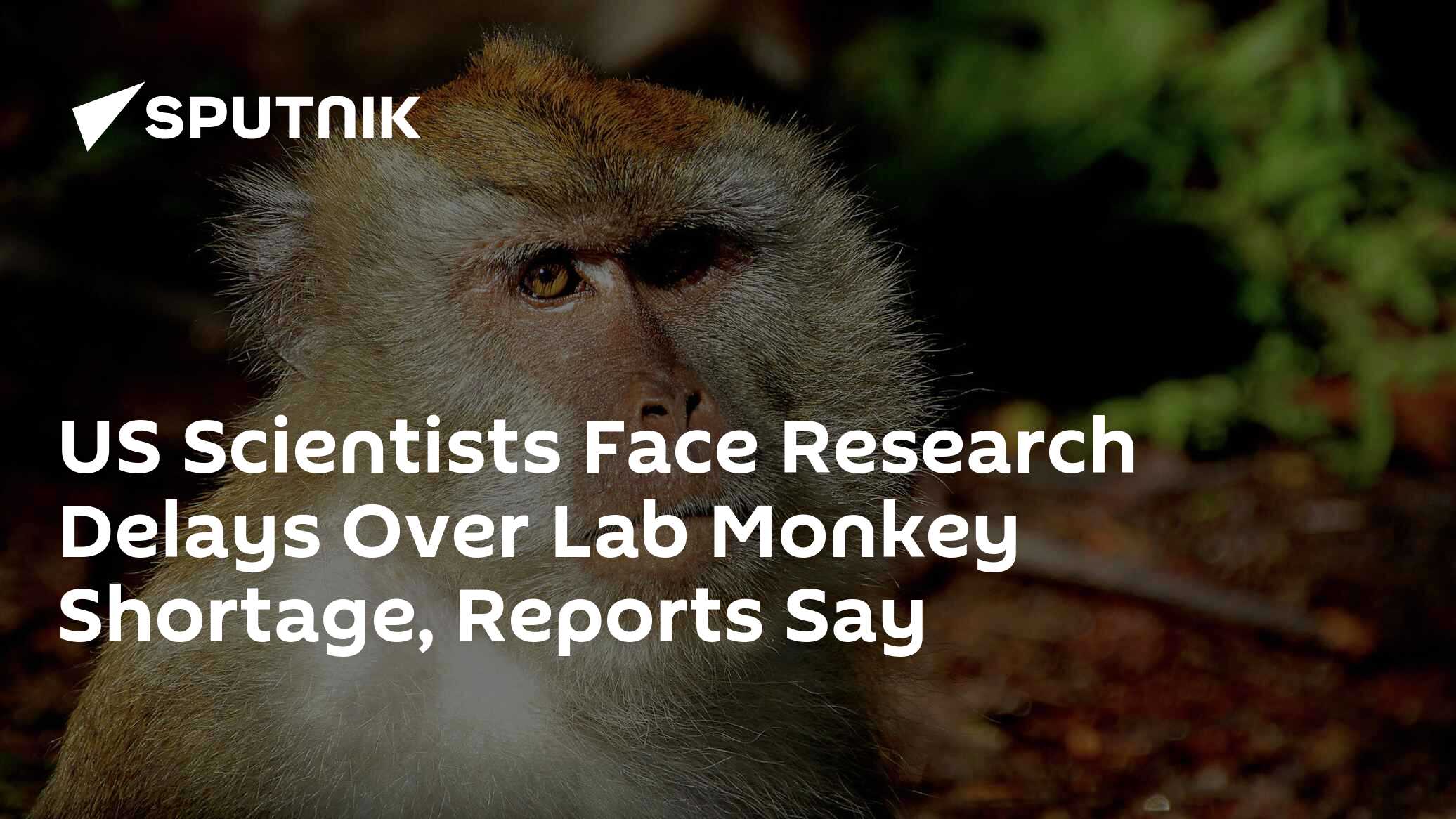 US Scientists Face Research Delays Over Lab Monkey Shortage, Reports ...