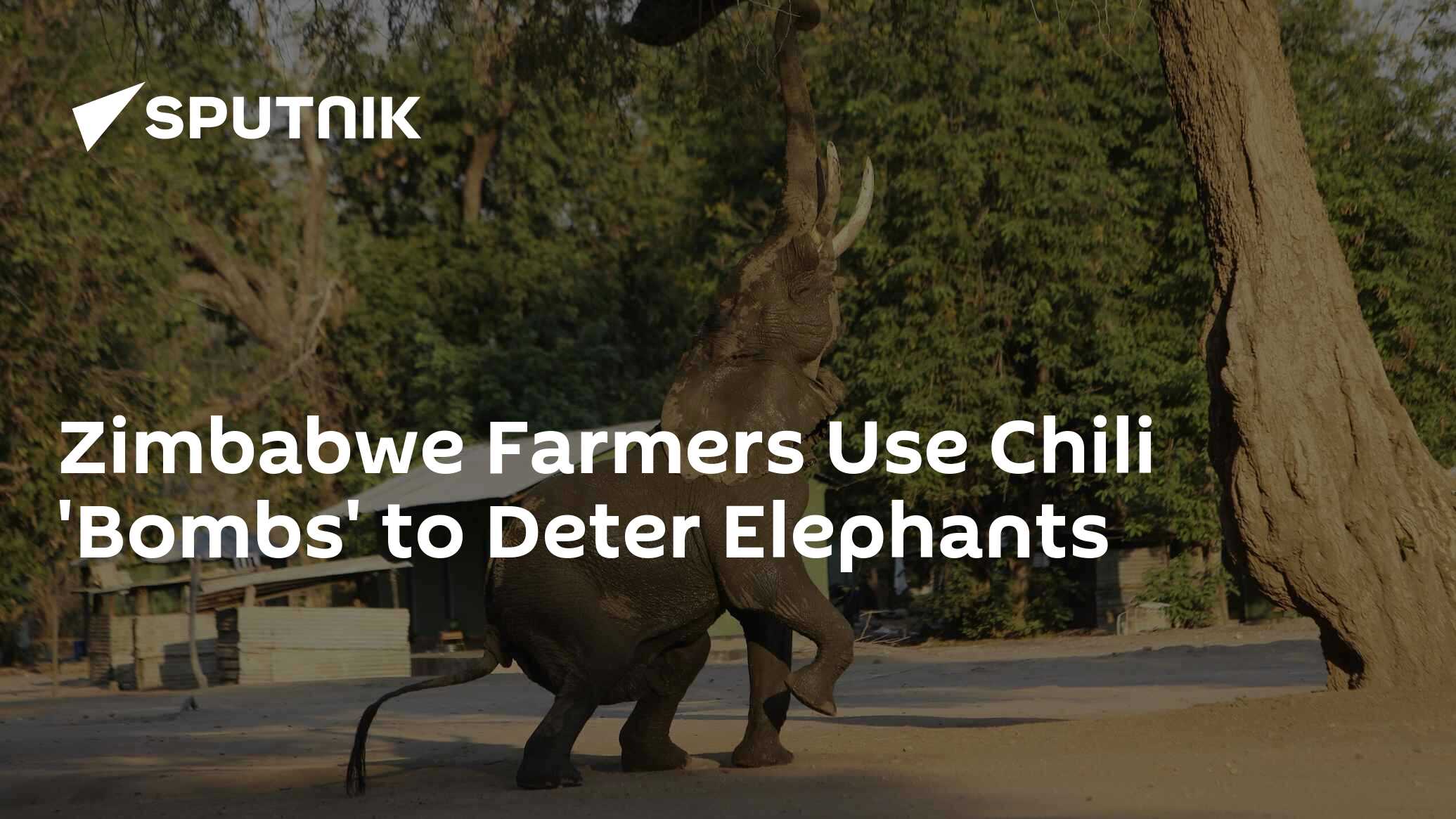 Zimbabwean Farmers Use Chili Bombs to Keep Elephants Away