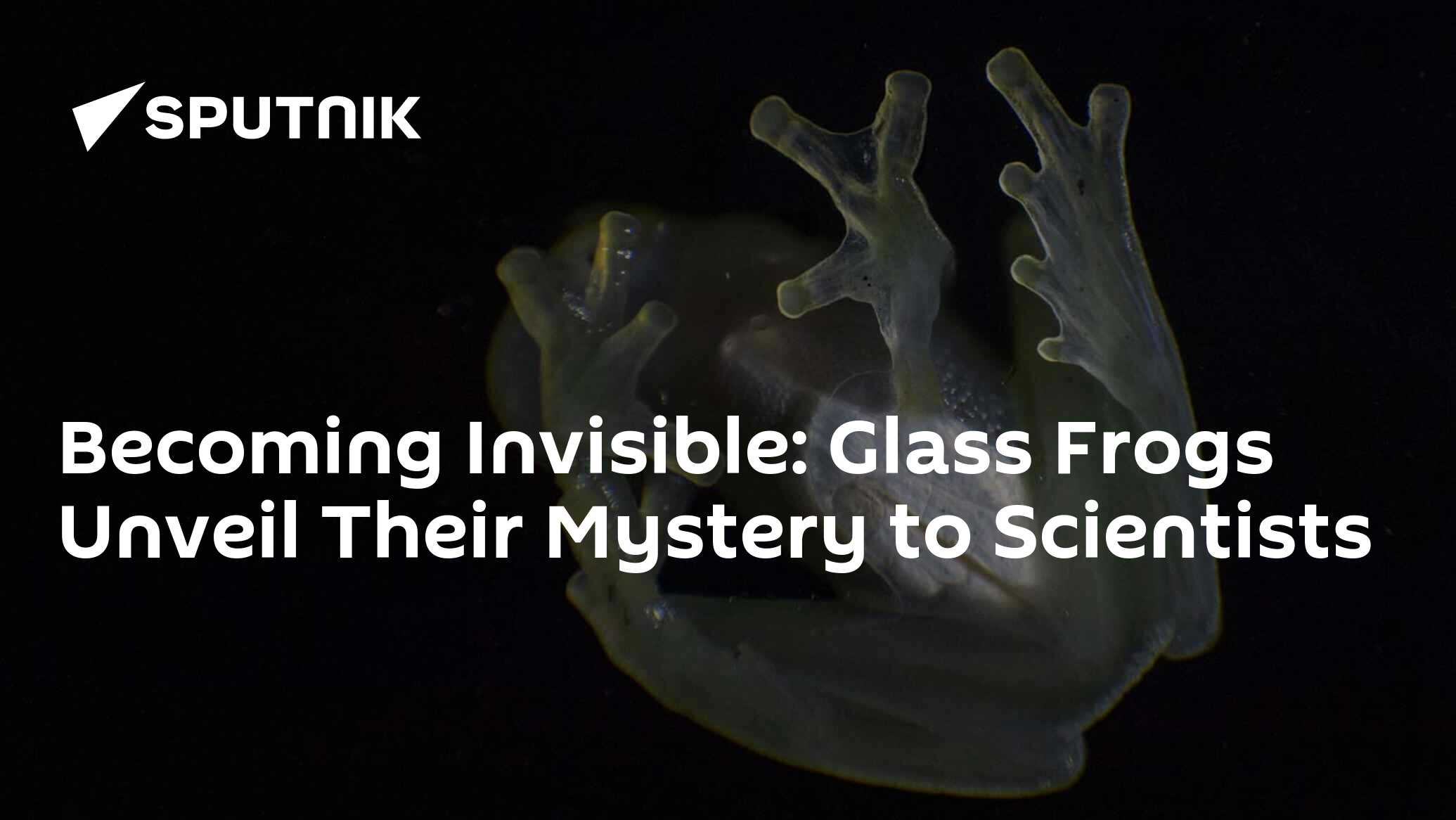 Becoming Invisible: Glass Frogs Unveil Their Mystery to Scientists - 24 ...