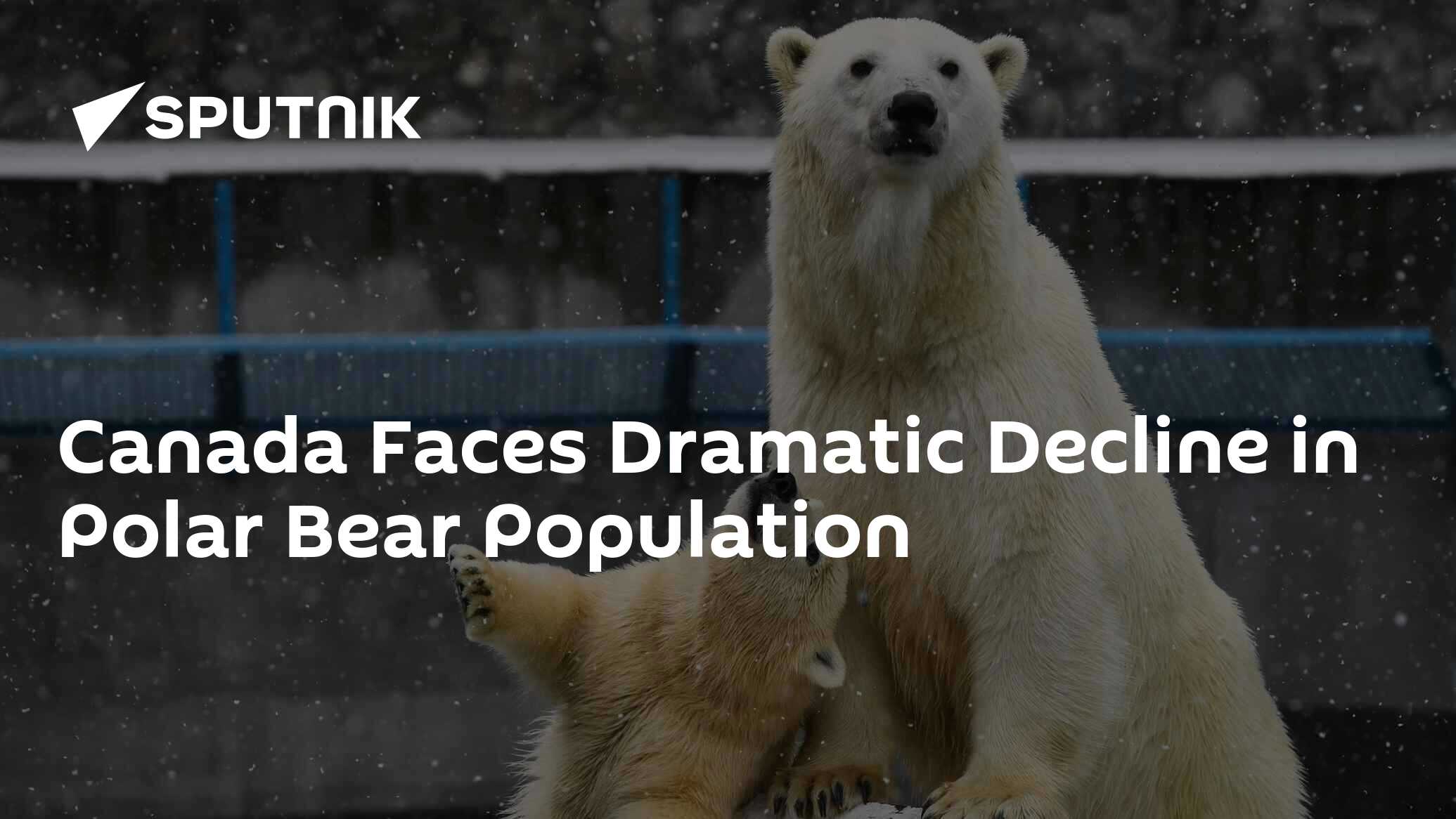 Canada Faces Dramatic Decline in Polar Bear Population - 24.12.2022 ...