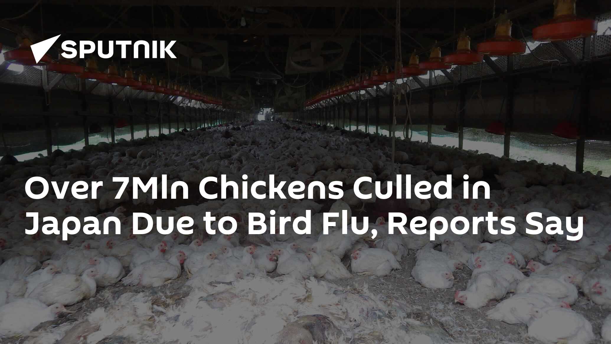 Over 7Mln Chickens Culled in Japan Due to Bird Flu