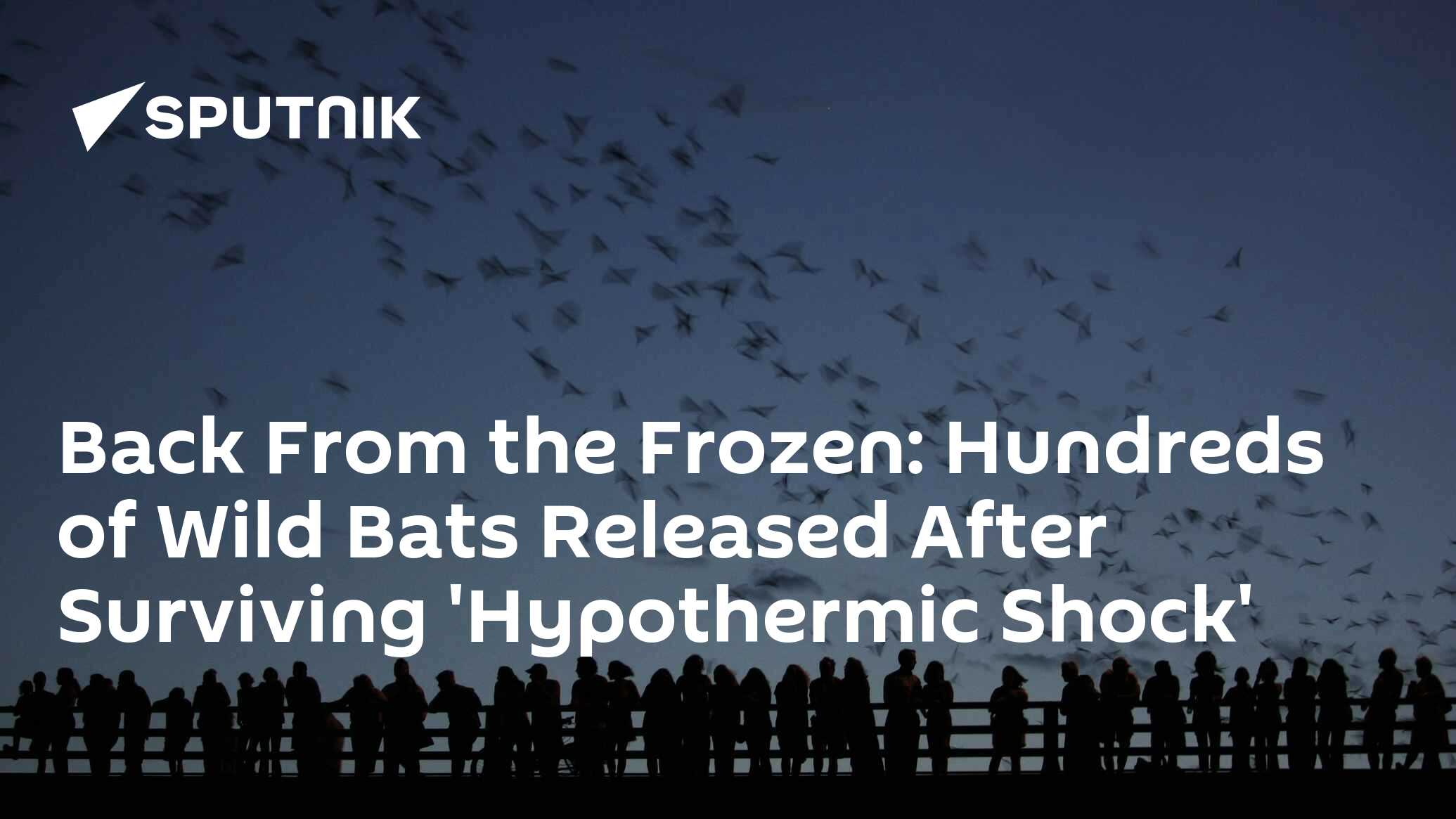 Back From the Frozen: Hundreds of Wild Bats Released After 'Hypothermic ...