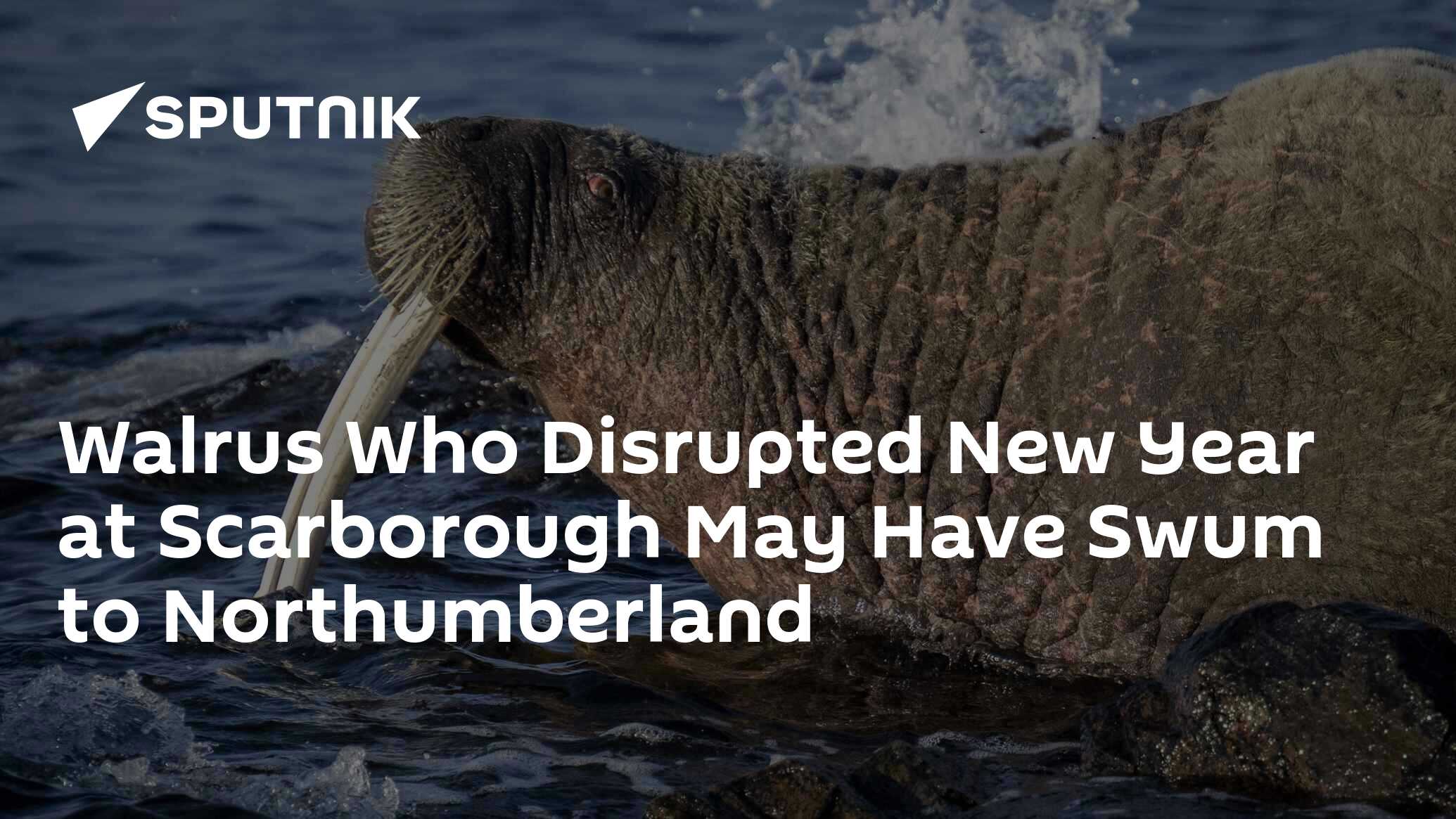 Walrus Who Disrupted New Year at Scarborough May Have Swum to ...