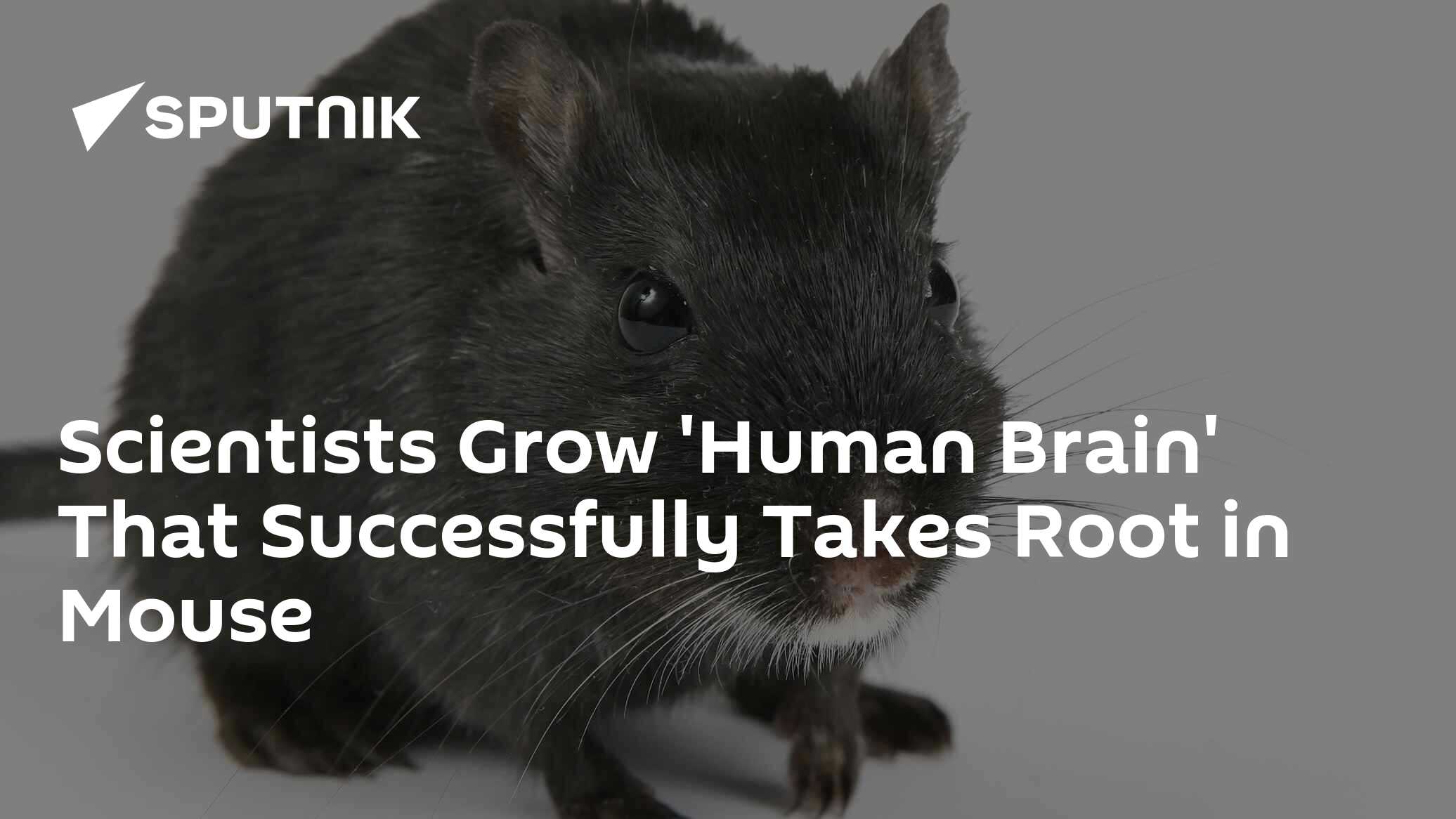 Scientists Grow 'Human Brain' That Successfully Takes Root in Mouse