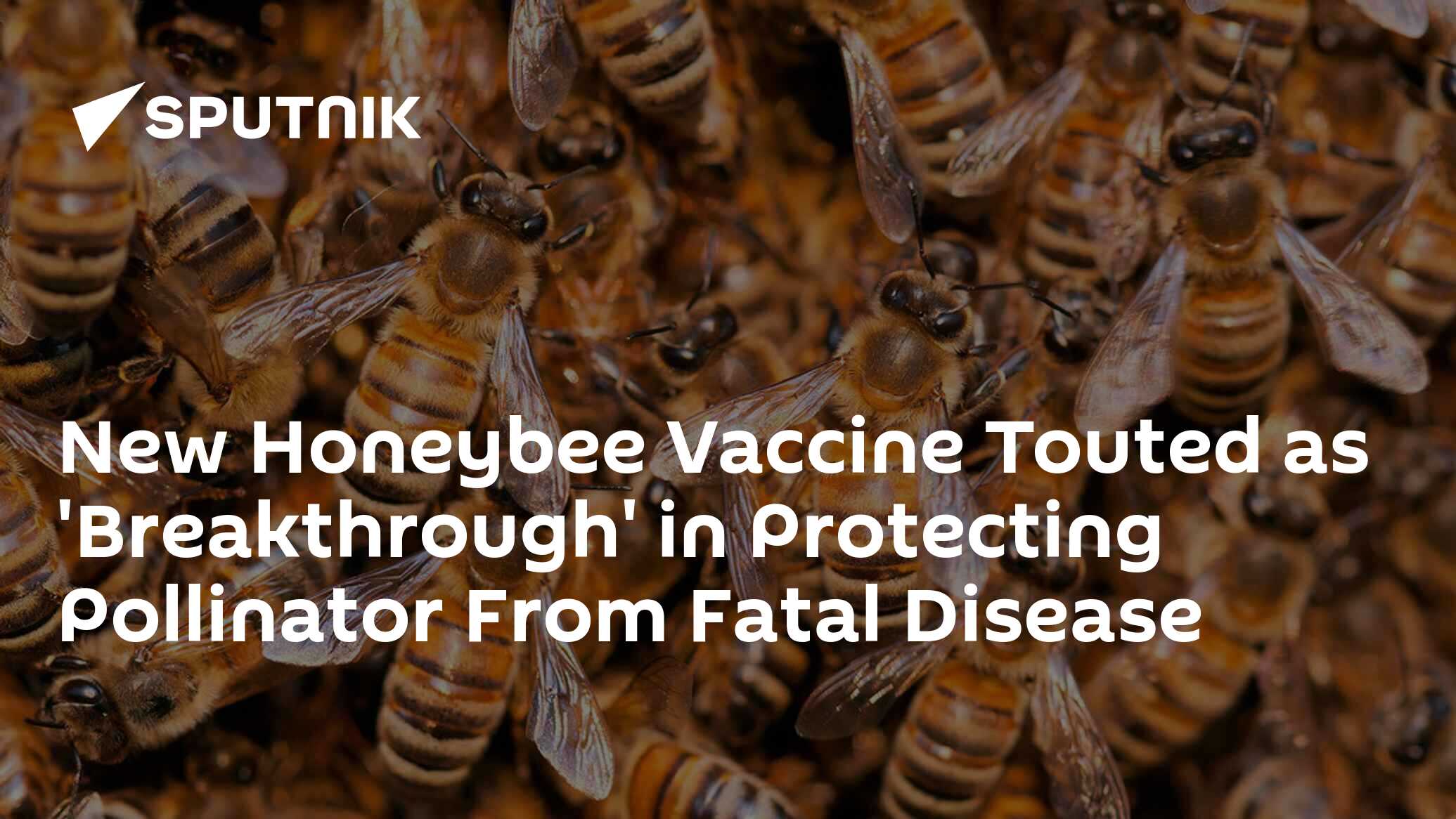 New Bee Vaccine Touted as 'Breakthrough' in Protecting Pollinator From ...