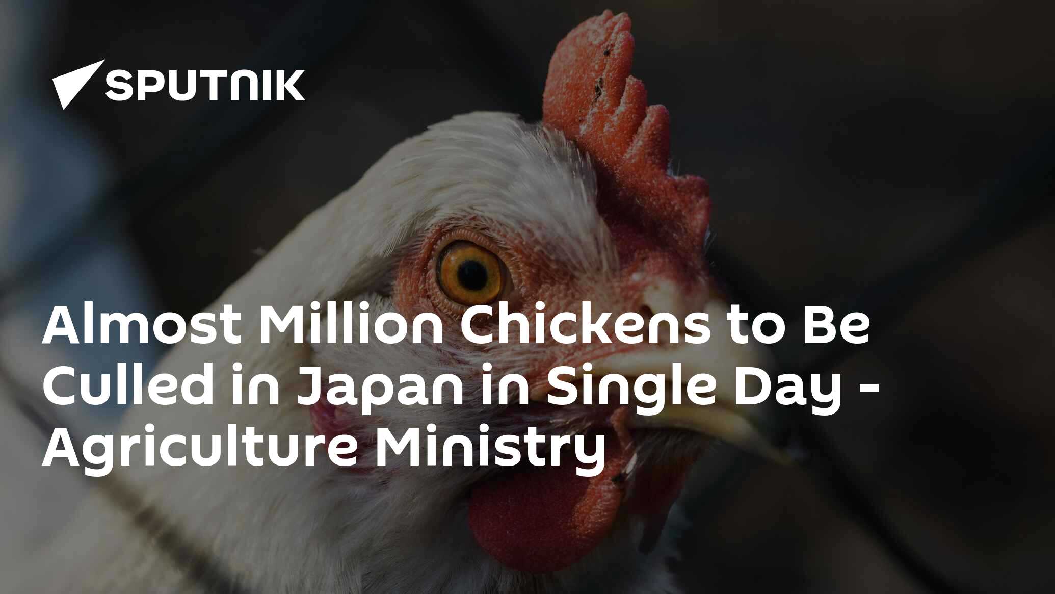 Almost Million Chickens to Be Culled in Japan in Single Day