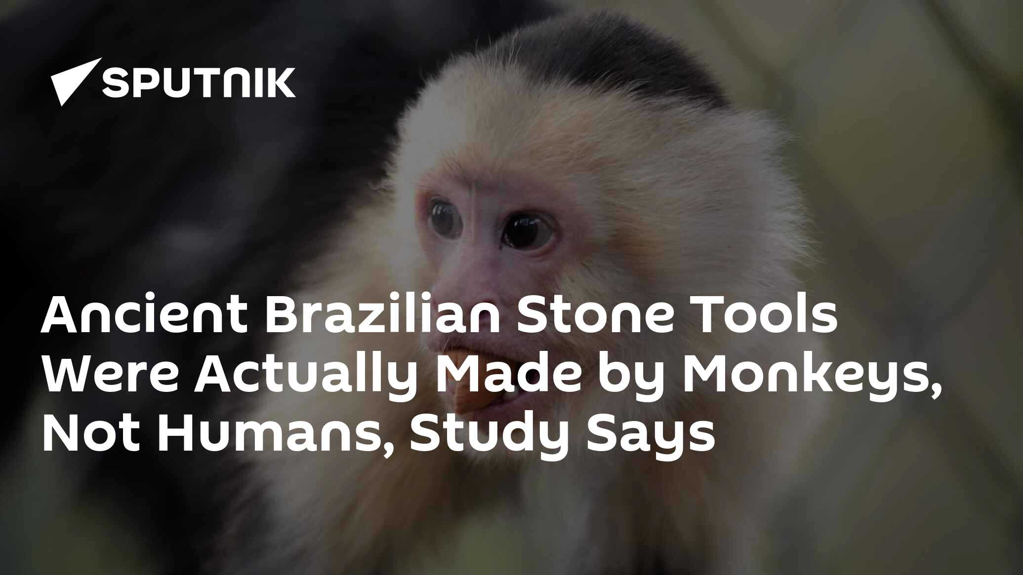 Ancient Brazilian Stone Tools Were Actually Made by Monkeys Not Humans