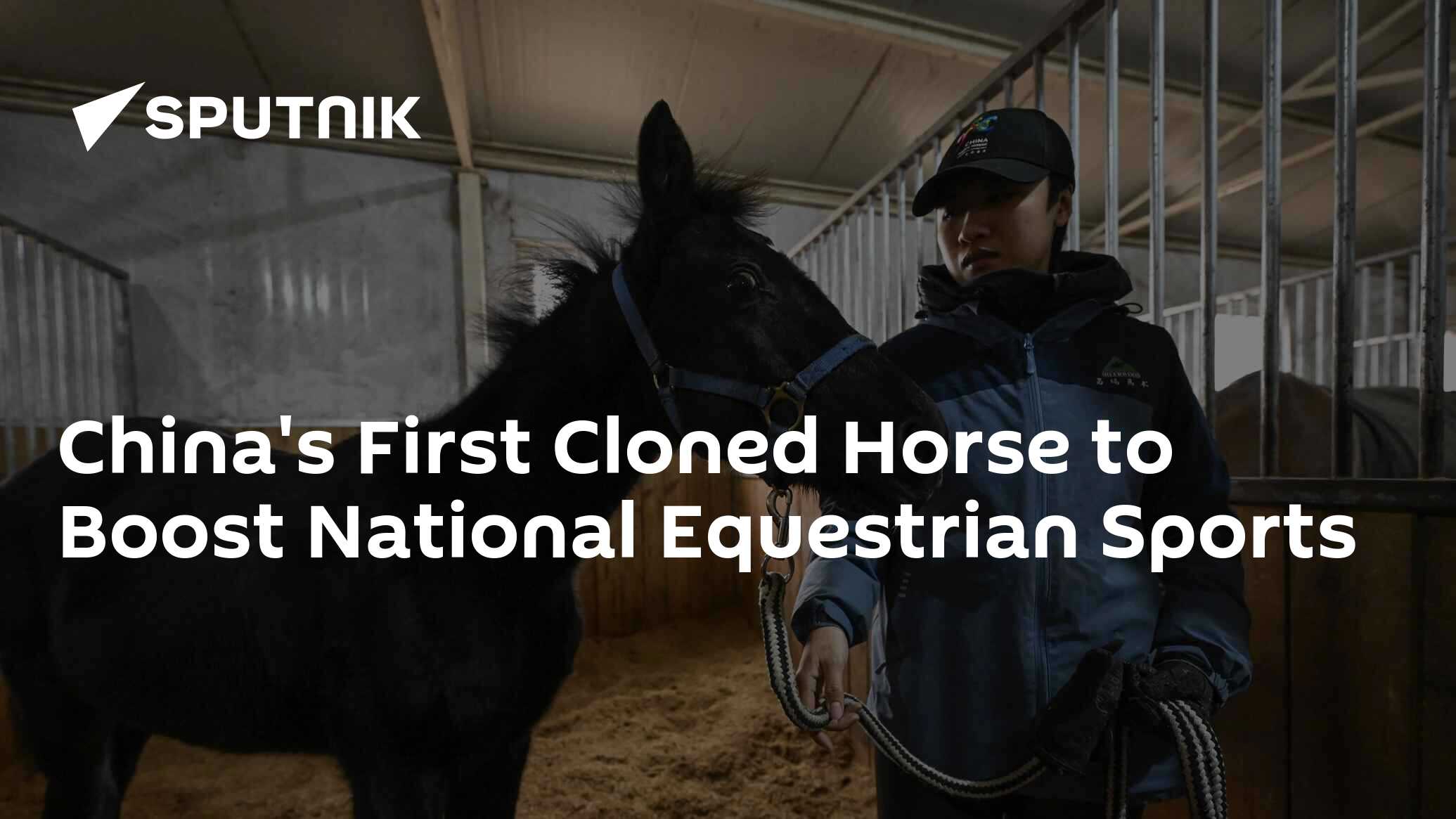 China's First Cloned Horse to Boost National Equestrian Sports