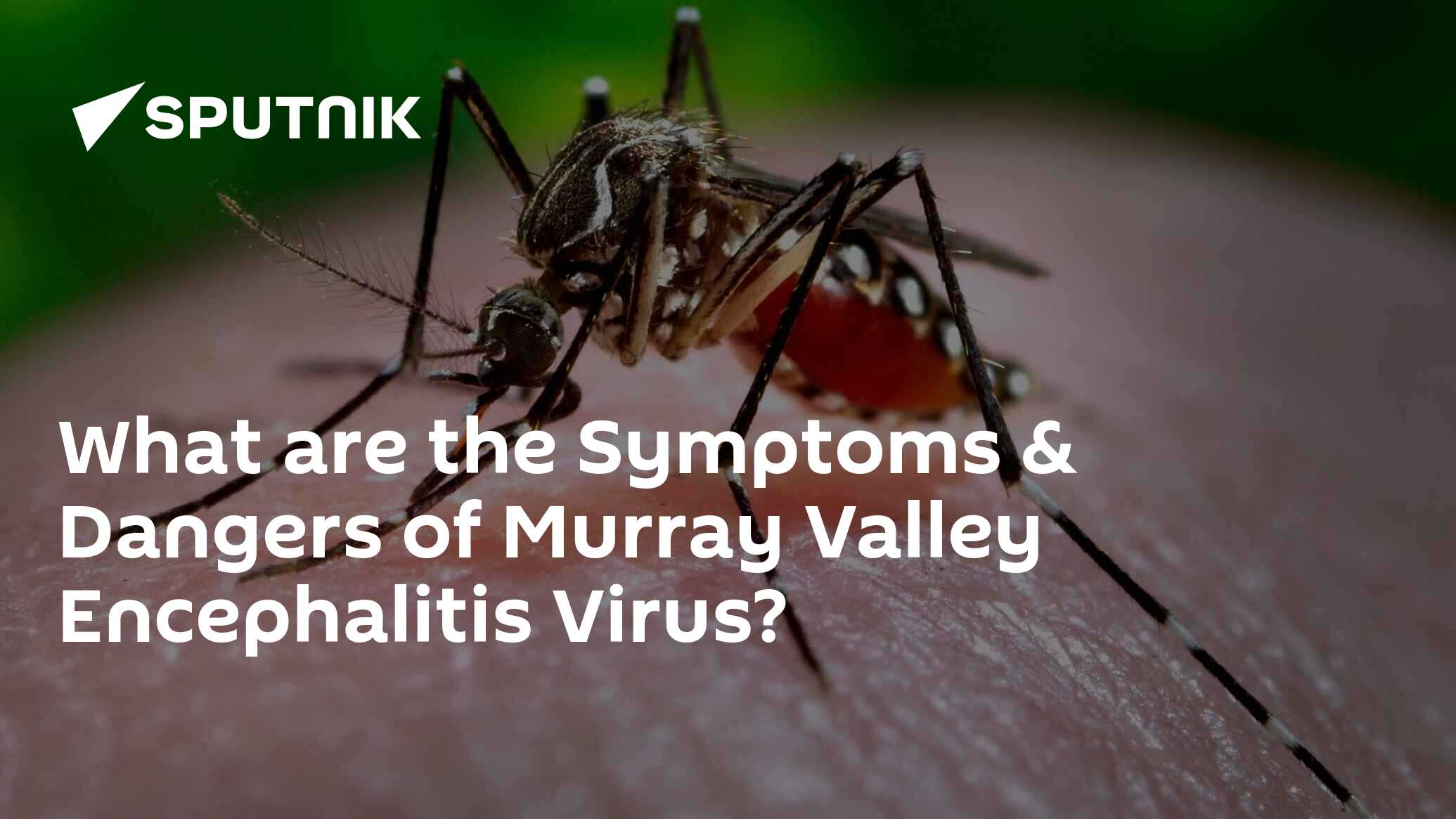 What Is Known About the Murray Valley Encephalitis Virus?