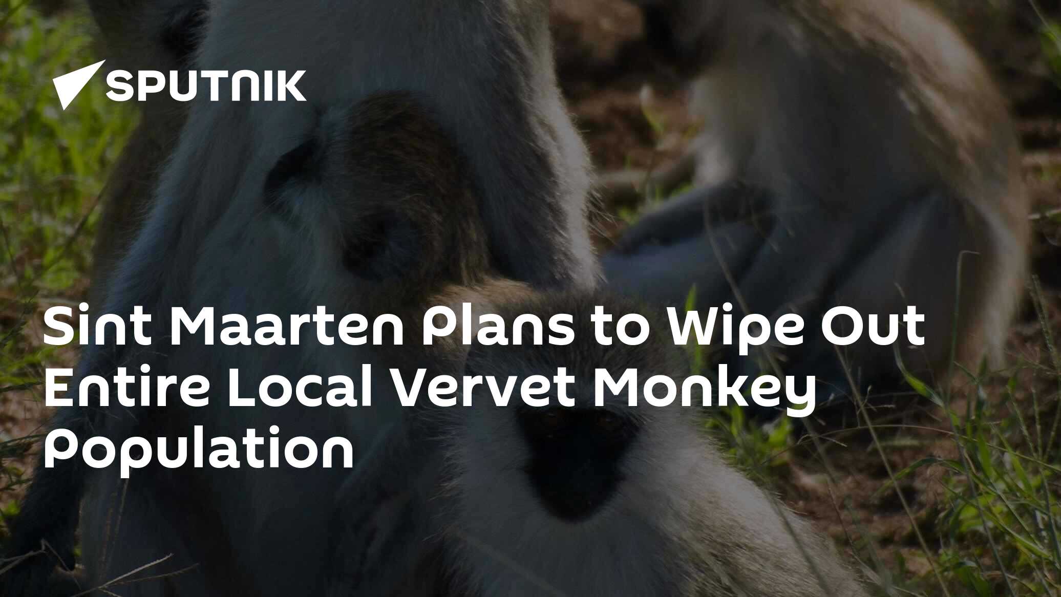 Sint Maarten Plans to Wipe Out Entire Local Population of Vervet Monkeys