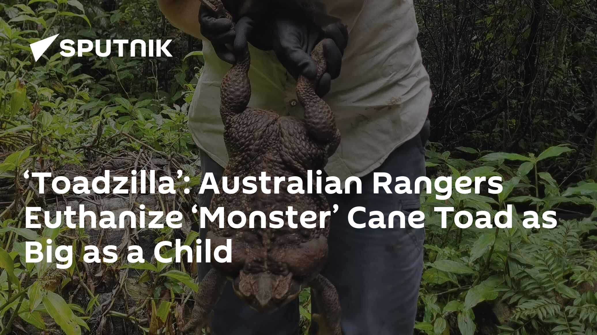 ‘Toadzilla’: Australian Rangers Euthanize ‘Monster’ Cane Toad as Big as ...
