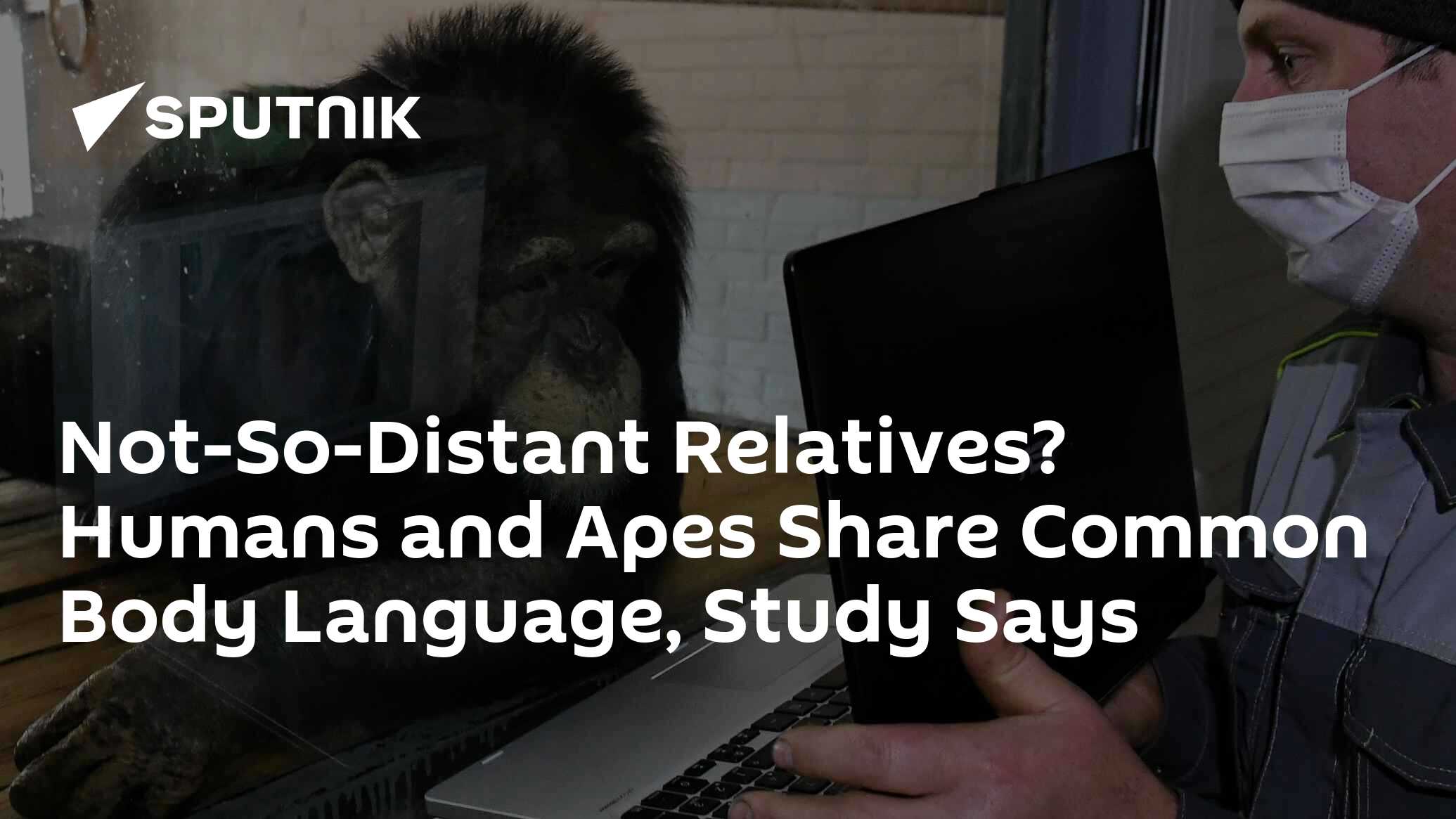 Humans and Apes Share Common Body Language, Study Says