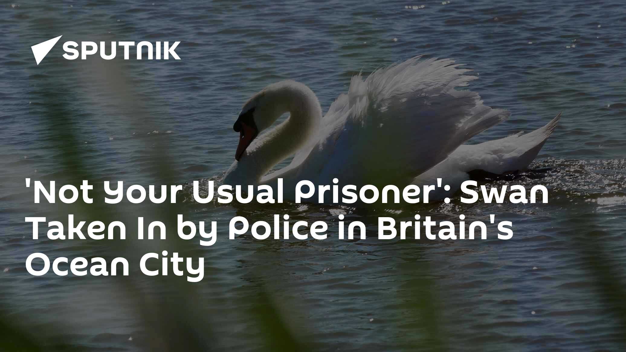 'Not Your Usual Prisoner': Swan Taken In by Police in Britain's Ocean City
