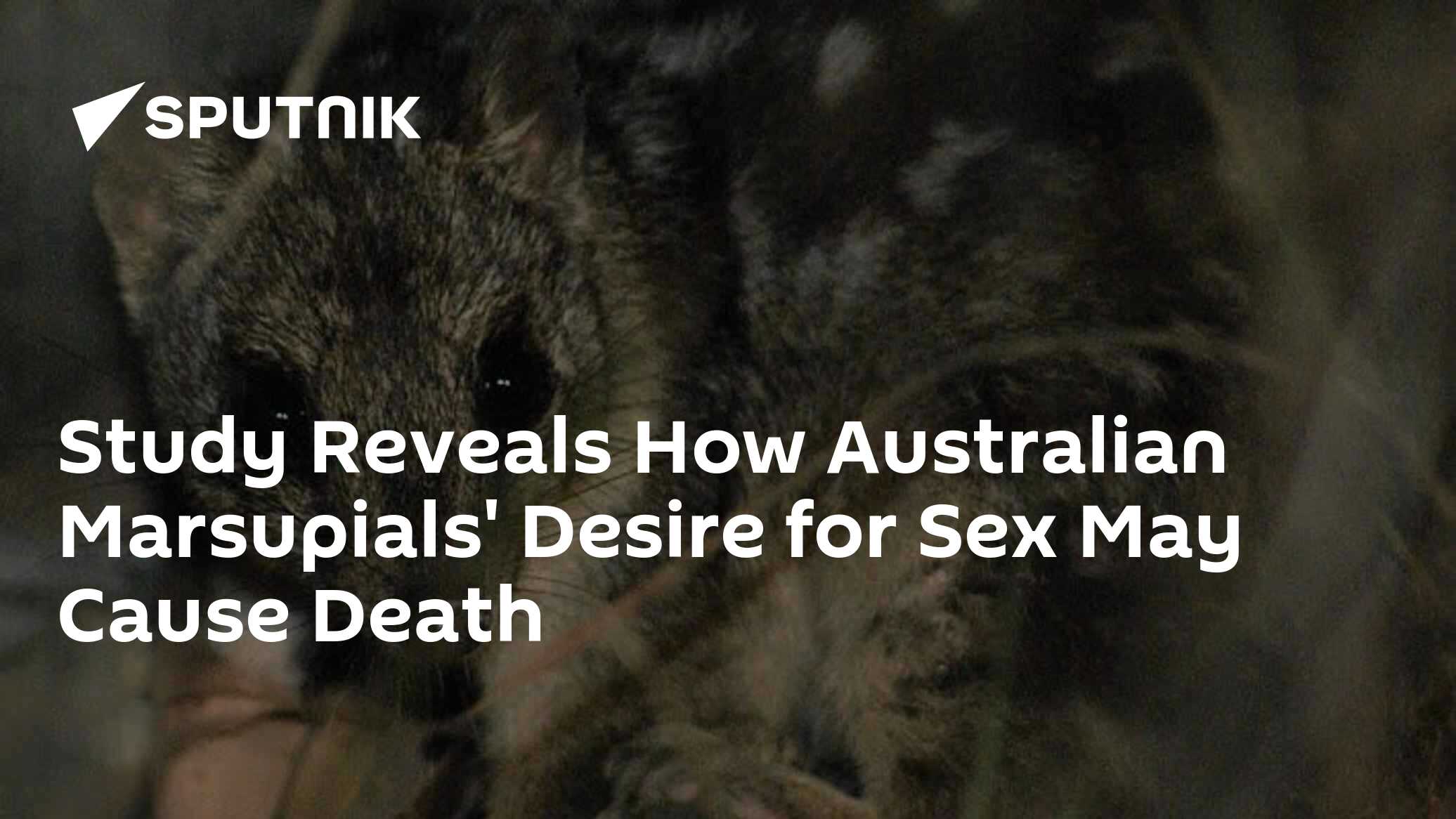 Study Reveals How Australian Marsupials' Desire for Sex May Cause Death