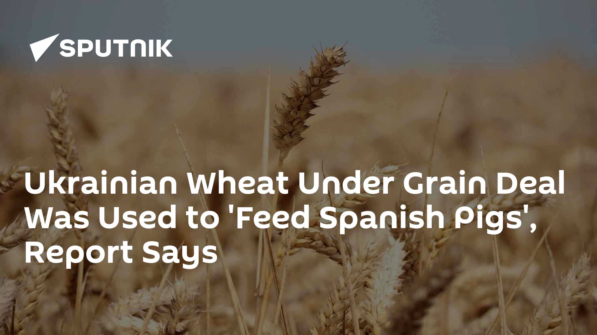 Ukrainian Wheat Under Grain Deal Used to 'Feed Spanish Pigs', Report Says