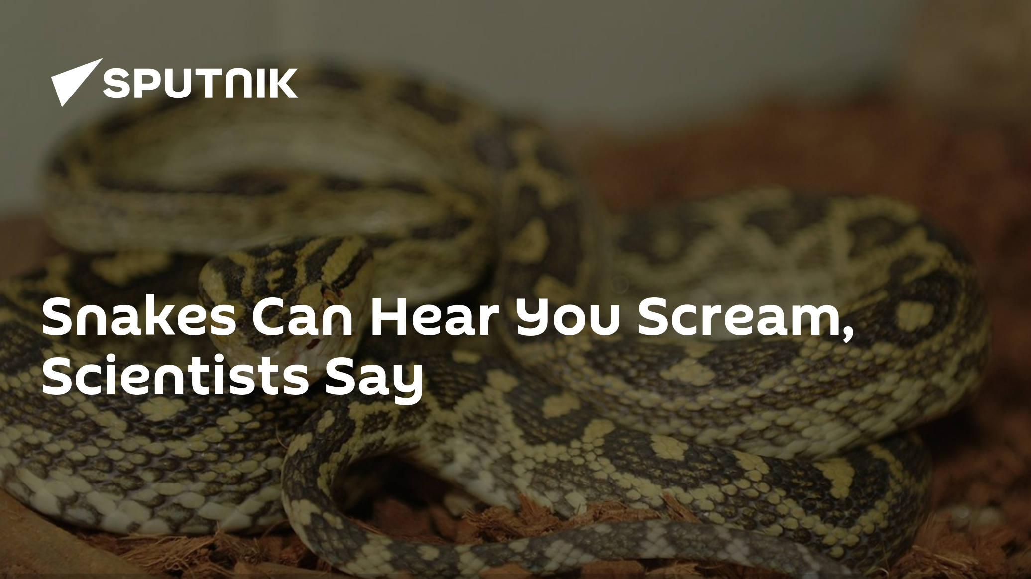 Snakes Can Hear You Scream, Scientists Say
