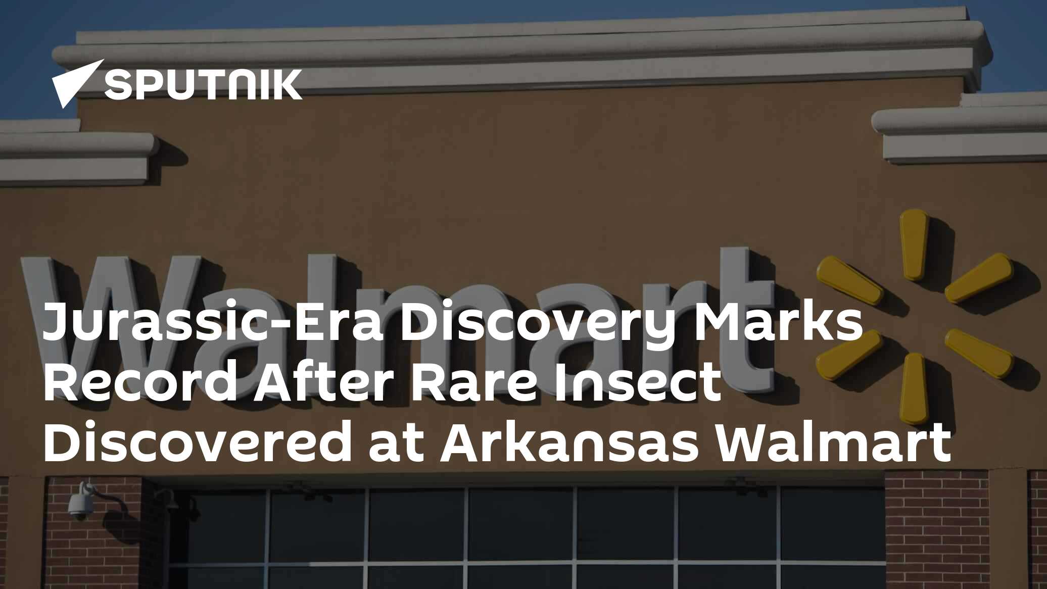 Jurassic-Era Discovery Marks Record After Rare Insect Discovered at ...