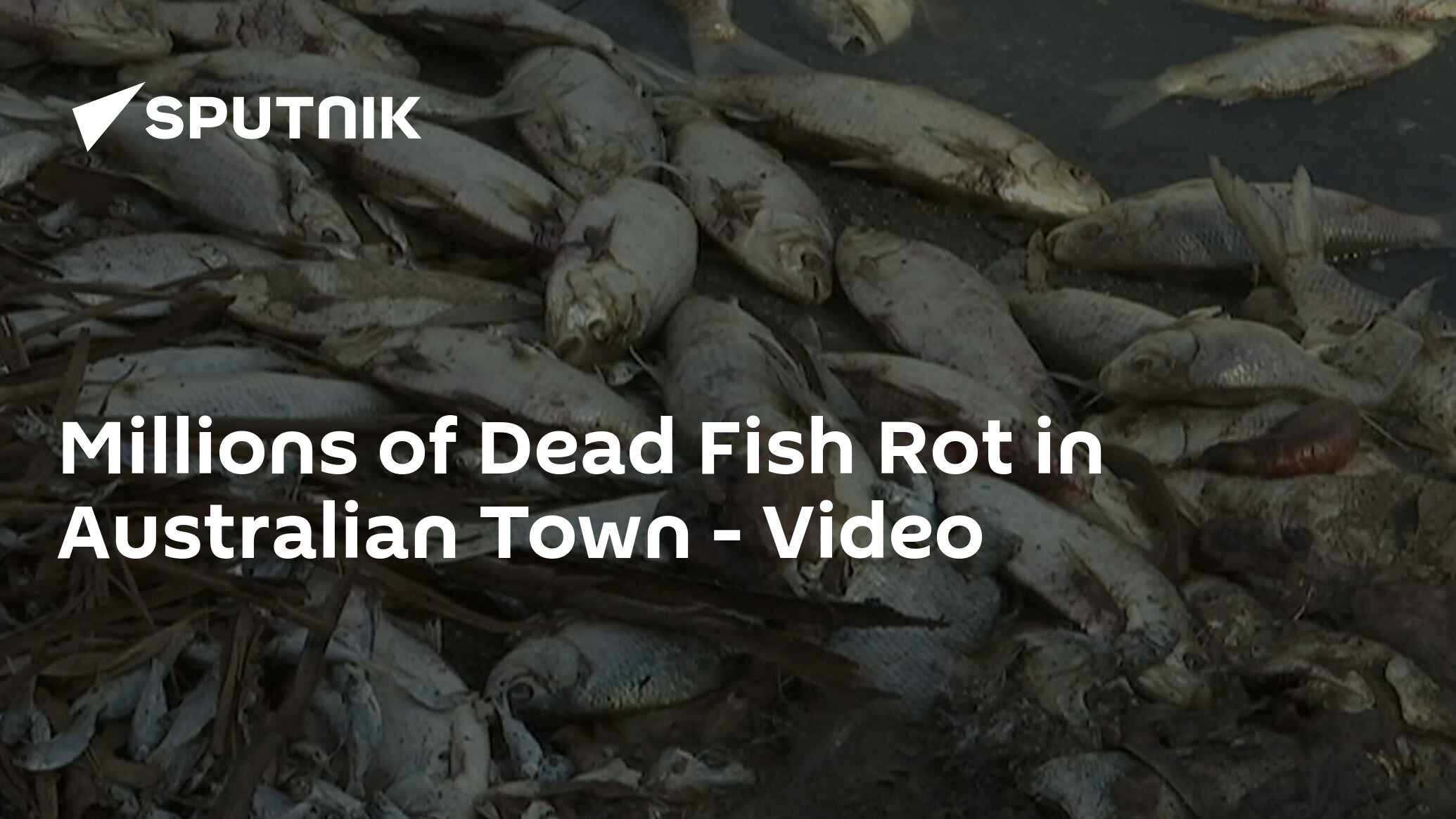 Millions of Dead Fish Rot Australian Town - Video