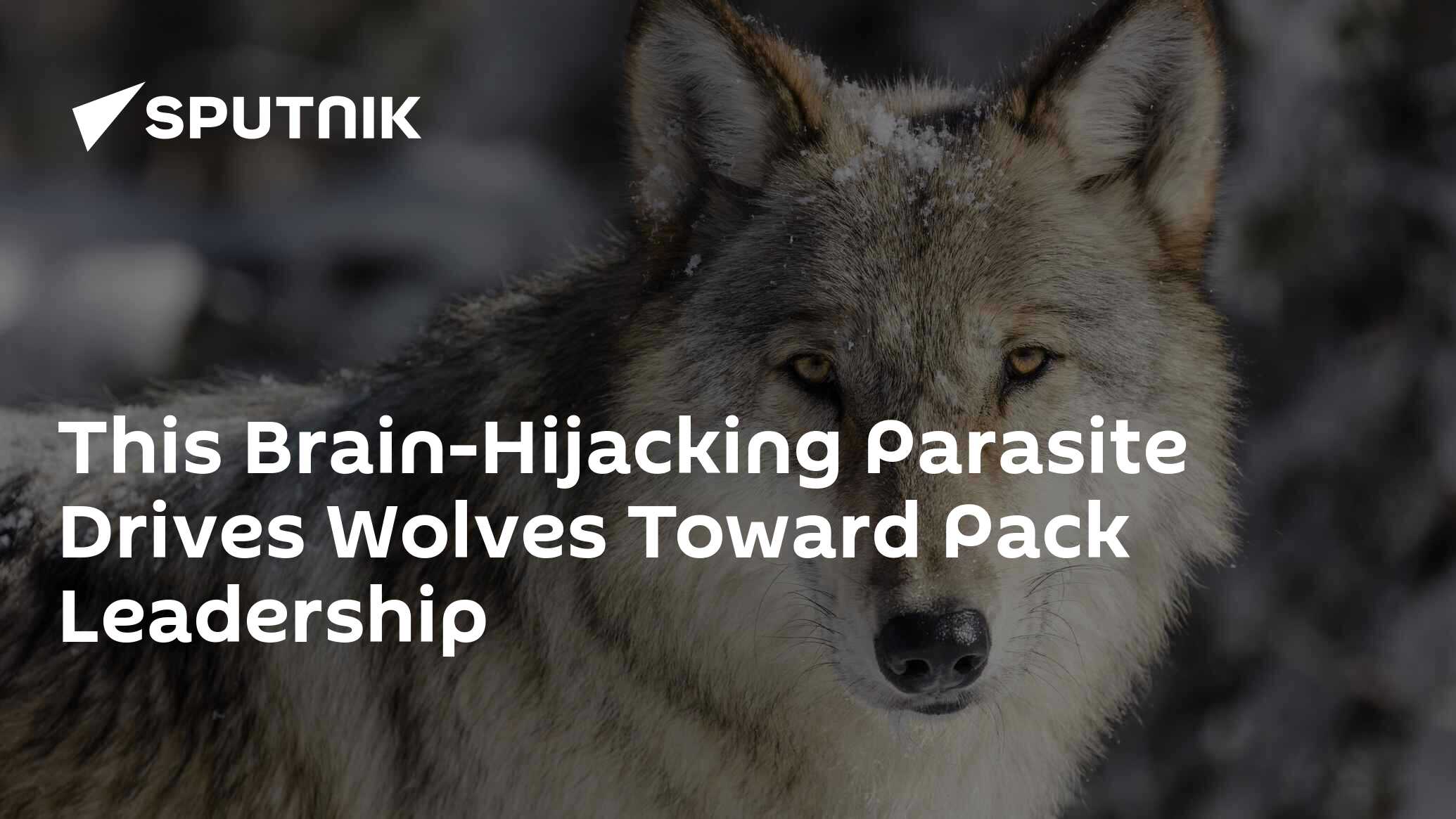 Brain-Hijacking Parasite Makes Wolves Angle For Pack leadership, Study ...